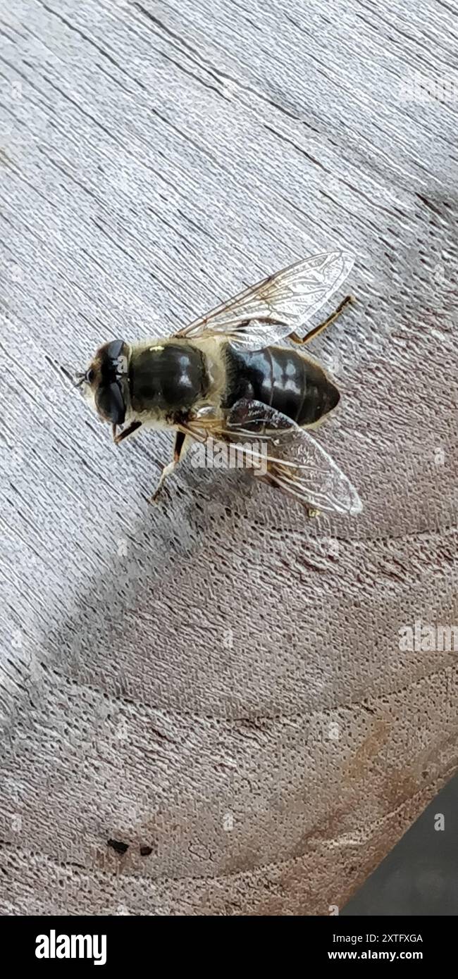 Common Drone Fly (Eristalis tenax) Insecta Stock Photo - Alamy