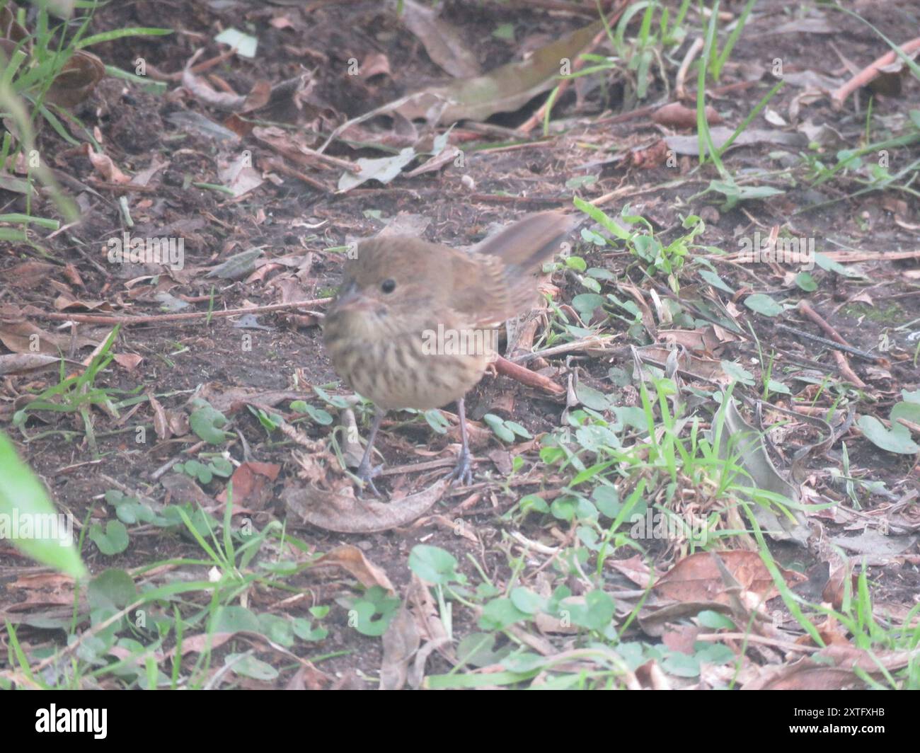 Tanagers and Allies (Thraupidae) Aves Stock Photo - Alamy