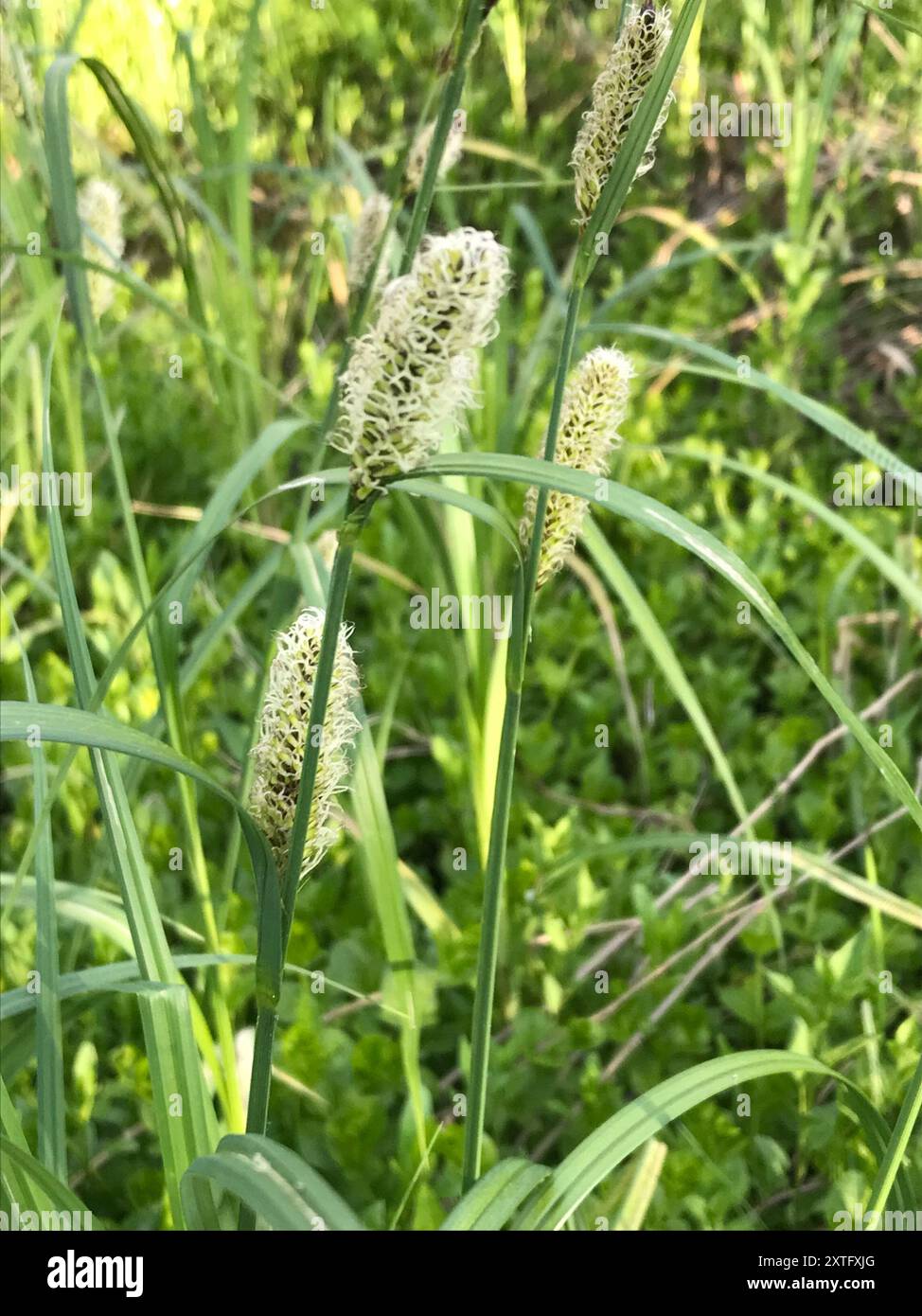 water sedge (Carex aquatilis) Plantae Stock Photo - Alamy