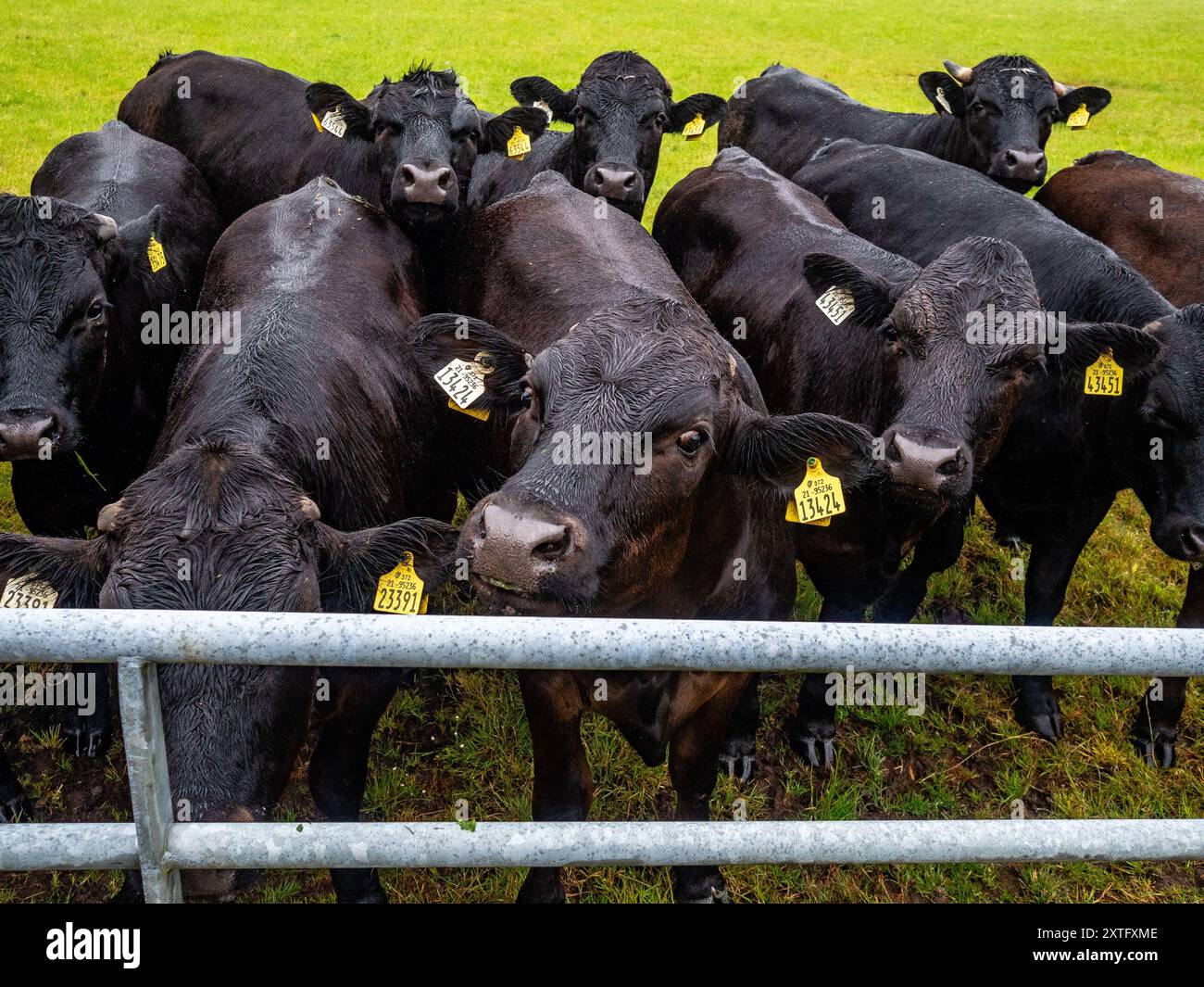 Cows are seen getting closer to a fence. The main types of farming in ...