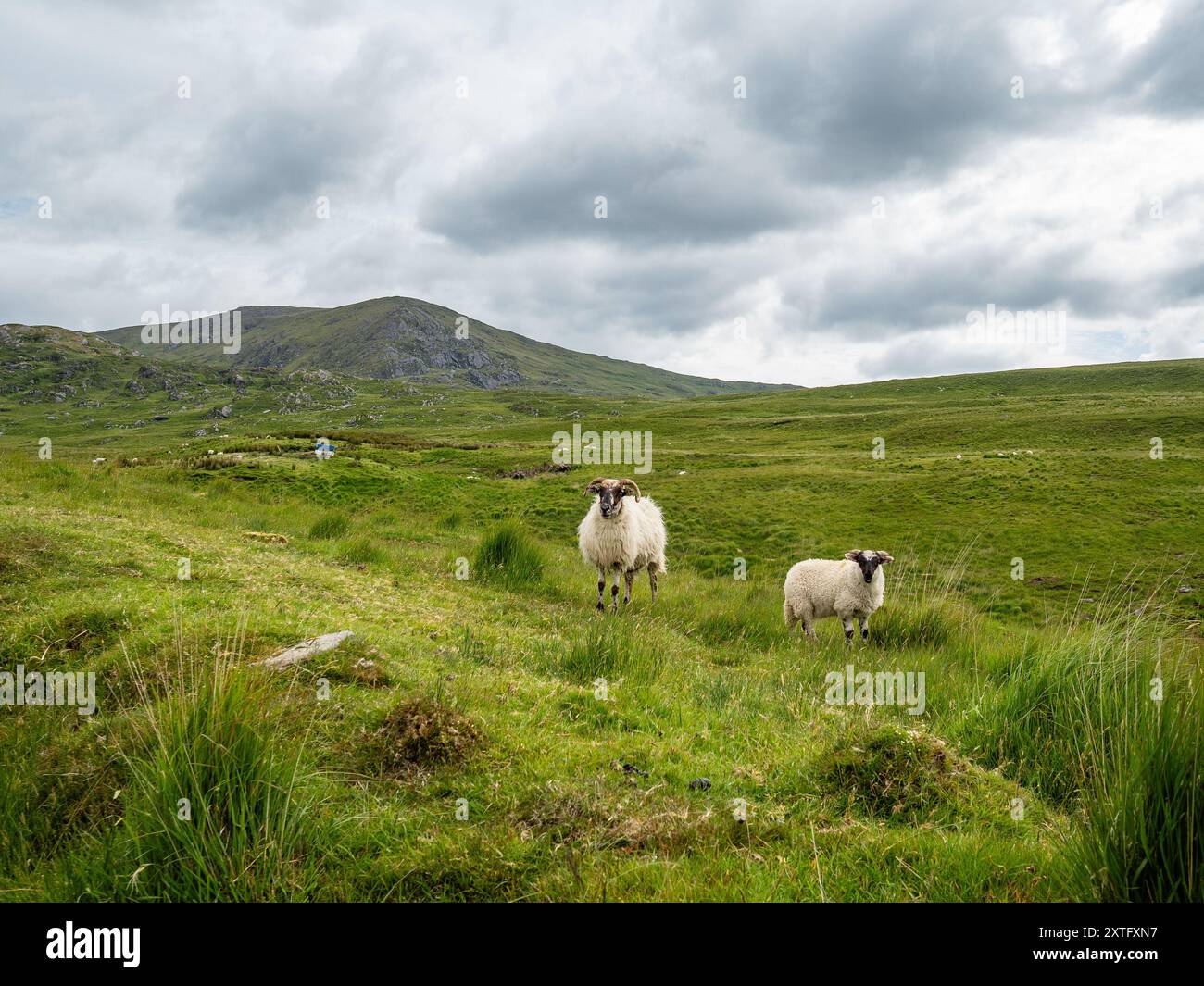 Two Irish sheep seen in a green field. The main types of farming in ...