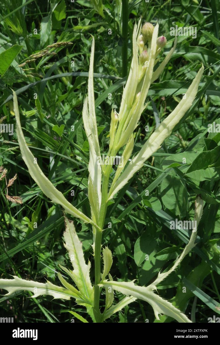 Bacterial Speck (Pseudomonas syringae Stock Photo - Alamy