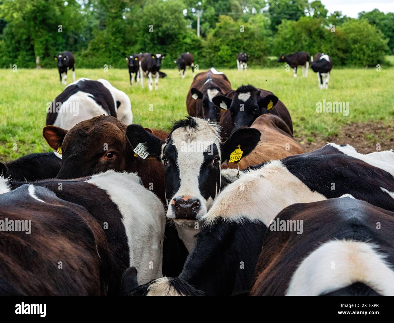 A cow seen looking at the camera among other cows. The main types of ...
