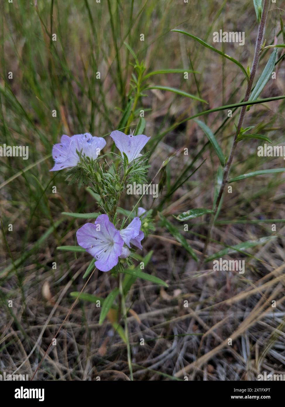 Linearleaf Phacelia (Phacelia linearis) Plantae Stock Photo - Alamy