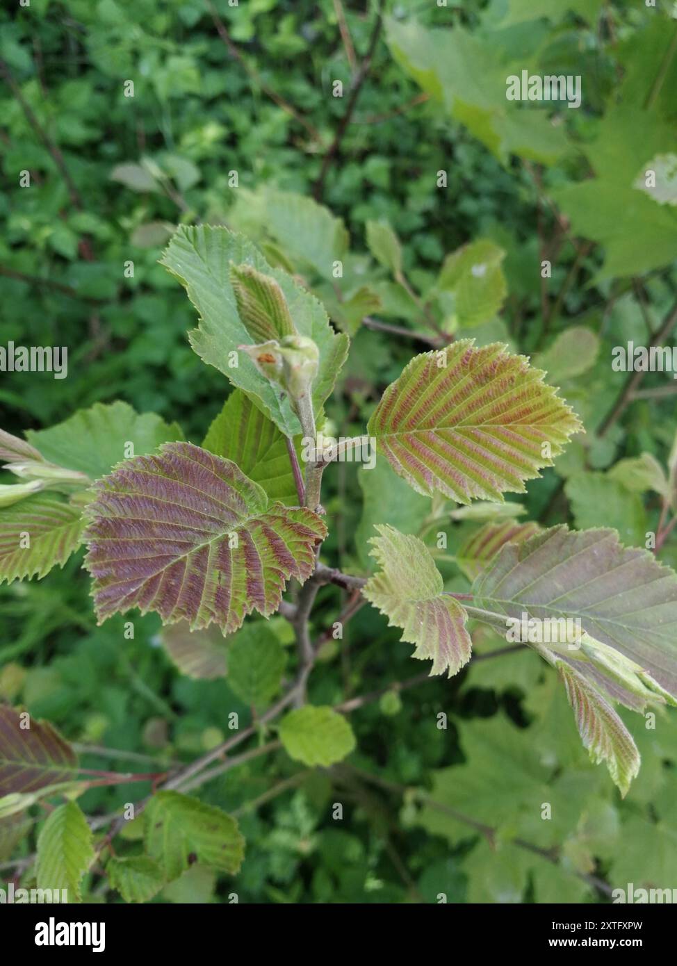 birch family (Betulaceae) Plantae Stock Photo - Alamy