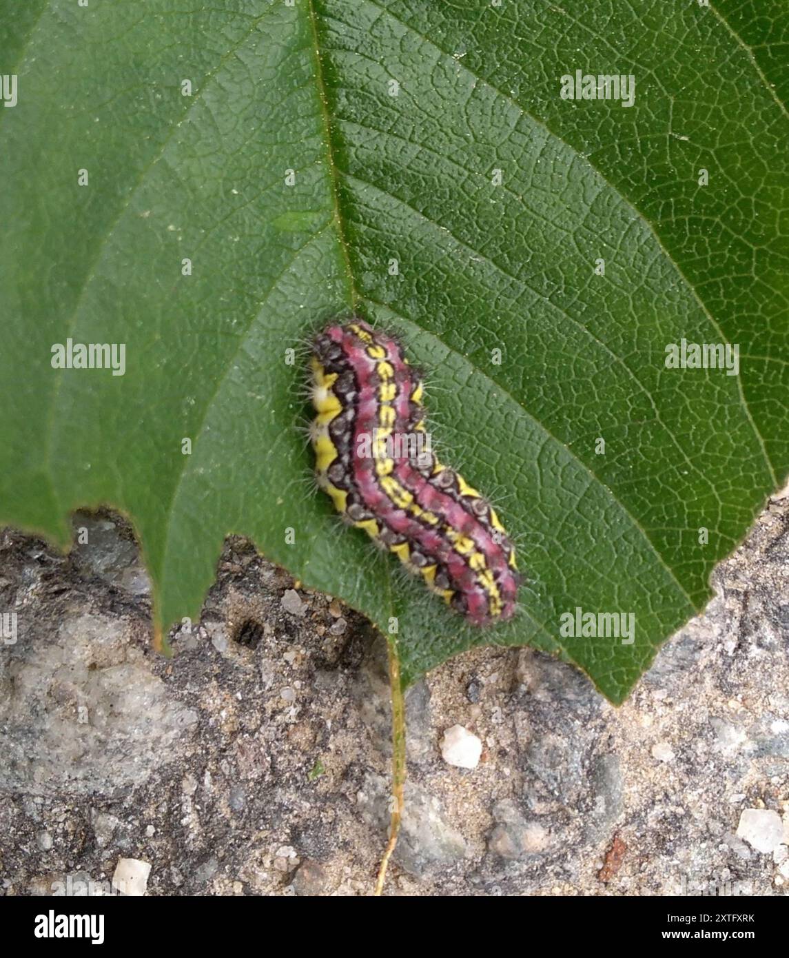 Almond tree leaf skeletonizer moth hi-res stock photography and images ...