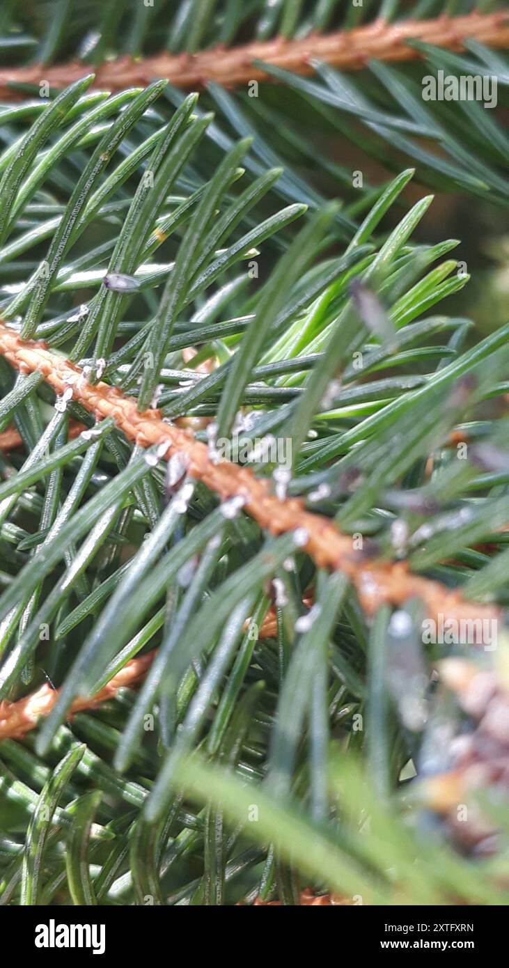 Adelgidae hi-res stock photography and images - Alamy