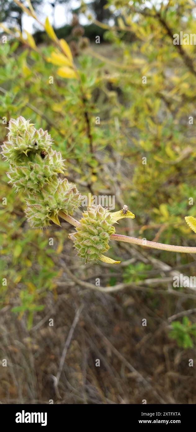 False chinch bugs (Nysius) Insecta Stock Photo - Alamy