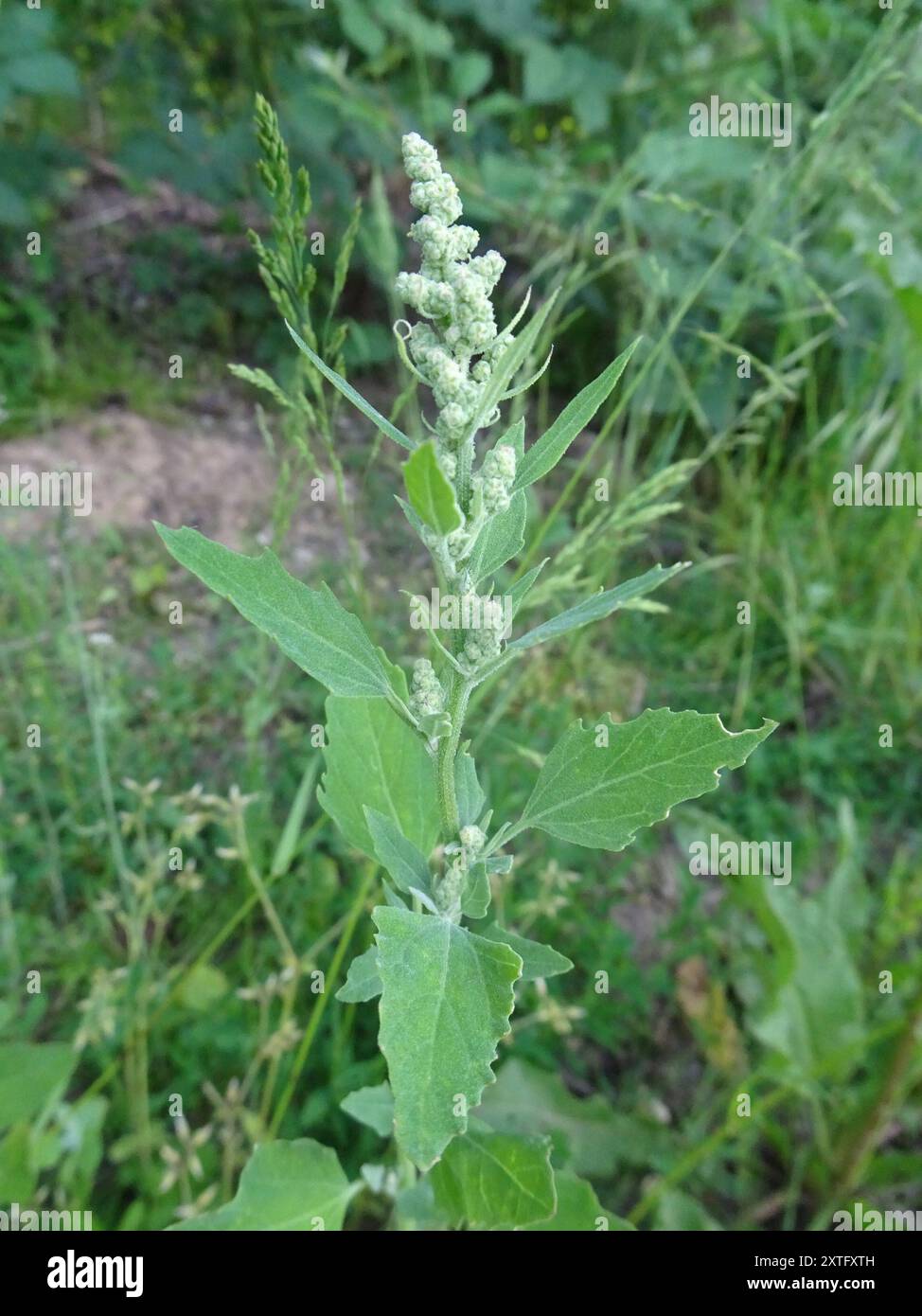 Common Lambsquarters (Chenopodium album) Plantae Stock Photo - Alamy