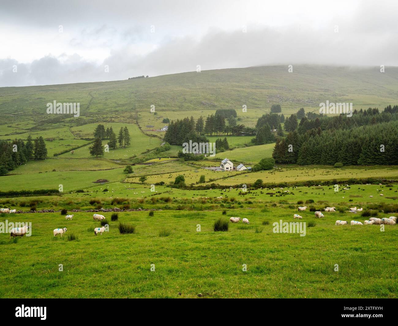 Irish sheep seen grazing in the field. The main types of farming in ...