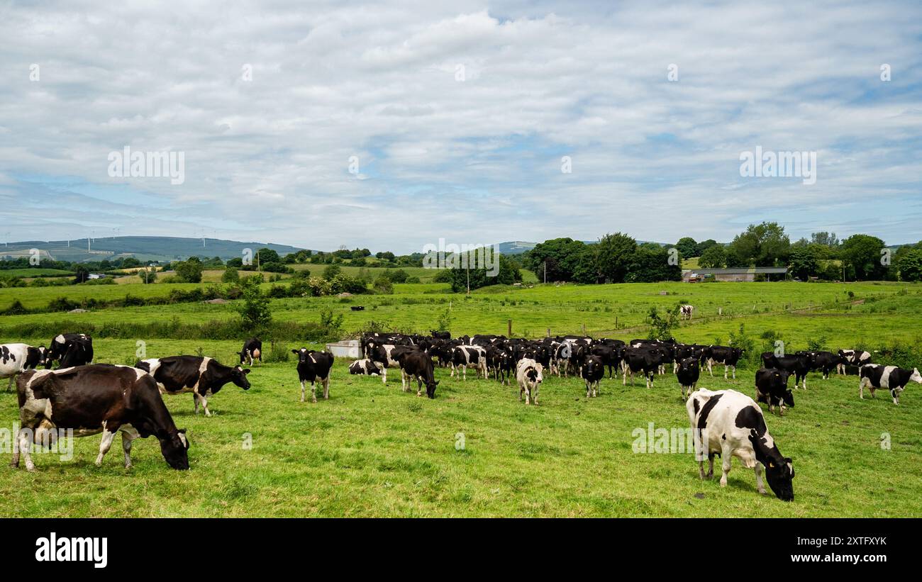 Cows are seen grazing in a green field. The main types of farming in ...