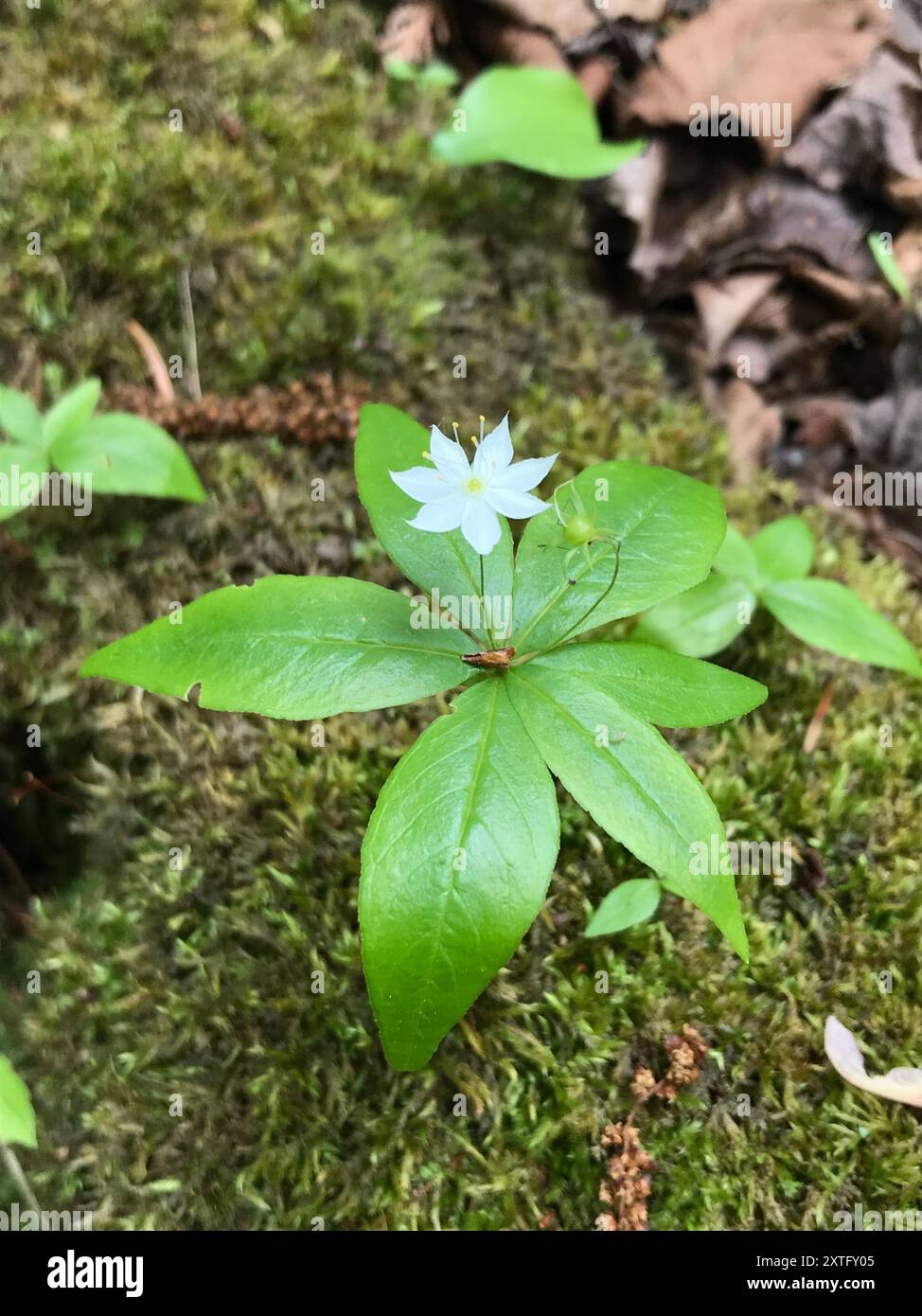 northern starflower (Lysimachia borealis) Plantae Stock Photo - Alamy