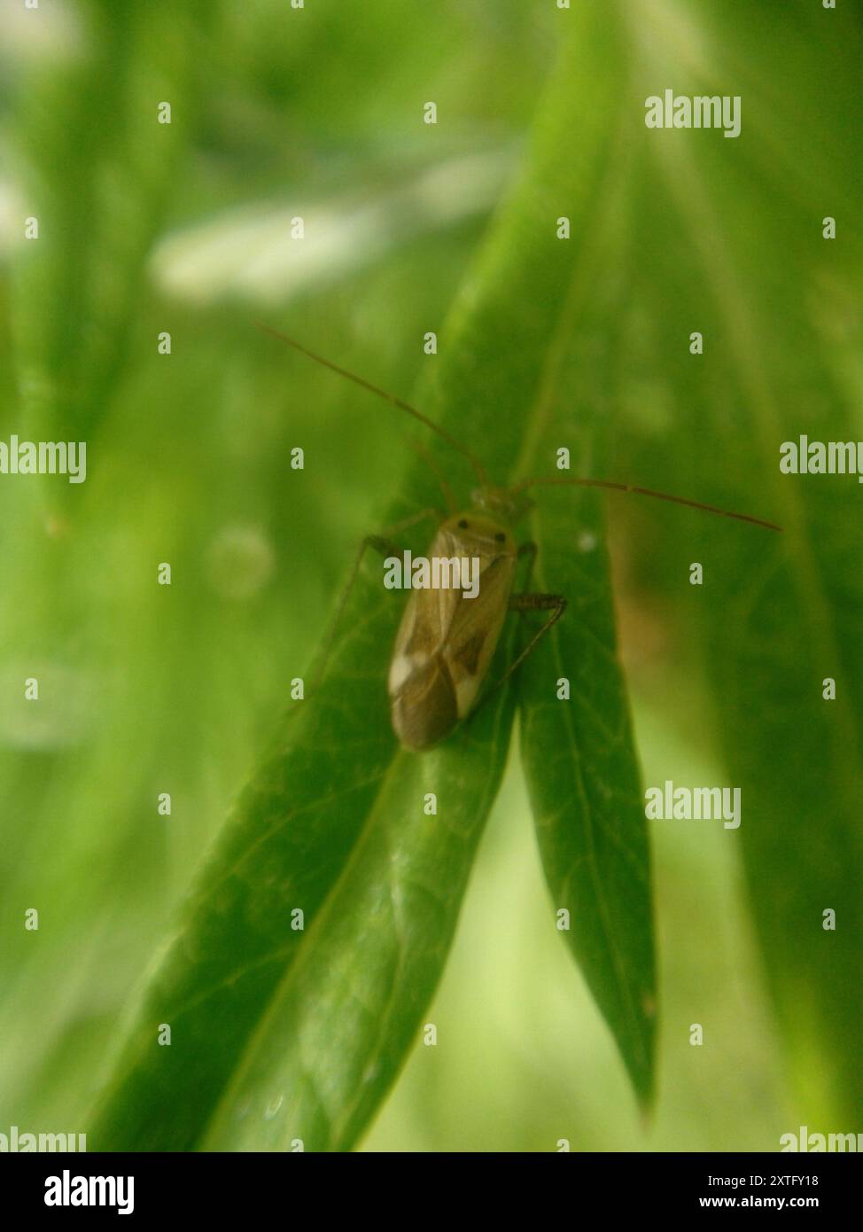 Alfalfa Plant Bug (Adelphocoris lineolatus) Insecta Stock Photo - Alamy