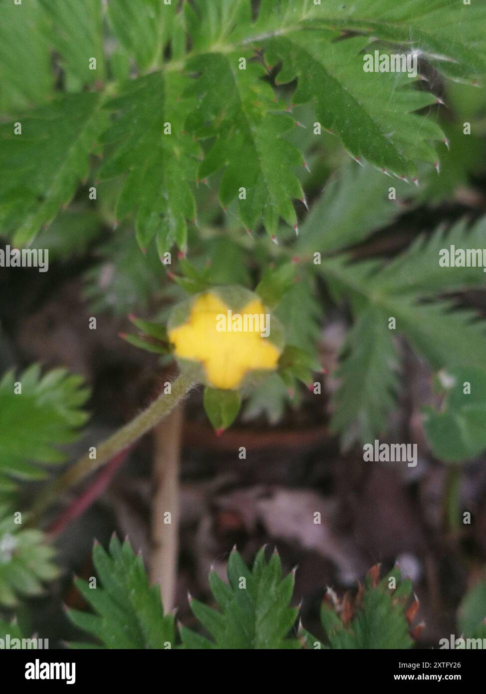 common silverweed (Argentina anserina) Plantae Stock Photo - Alamy