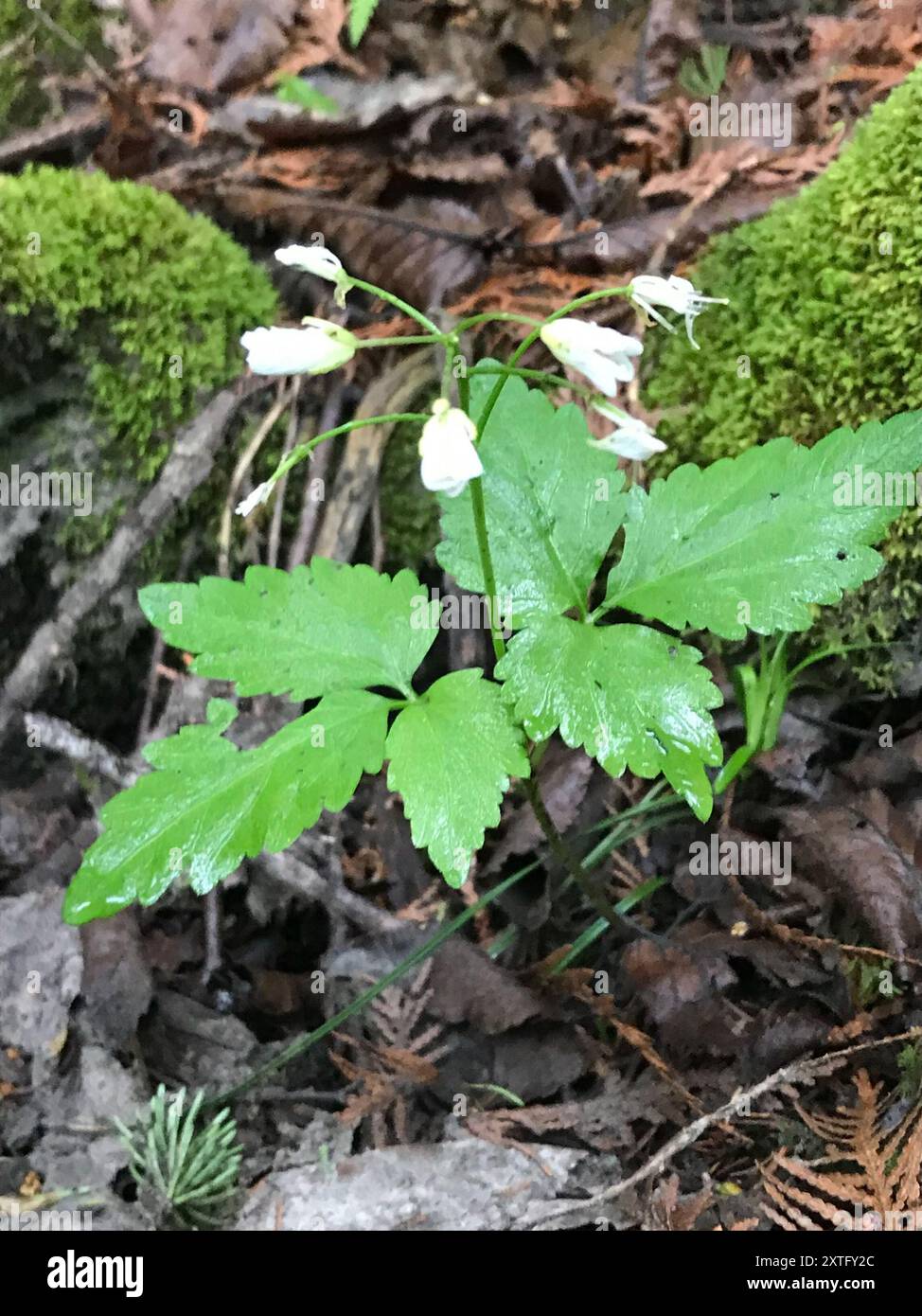 Two-leaved Toothwort (Cardamine diphylla) Plantae Stock Photo - Alamy