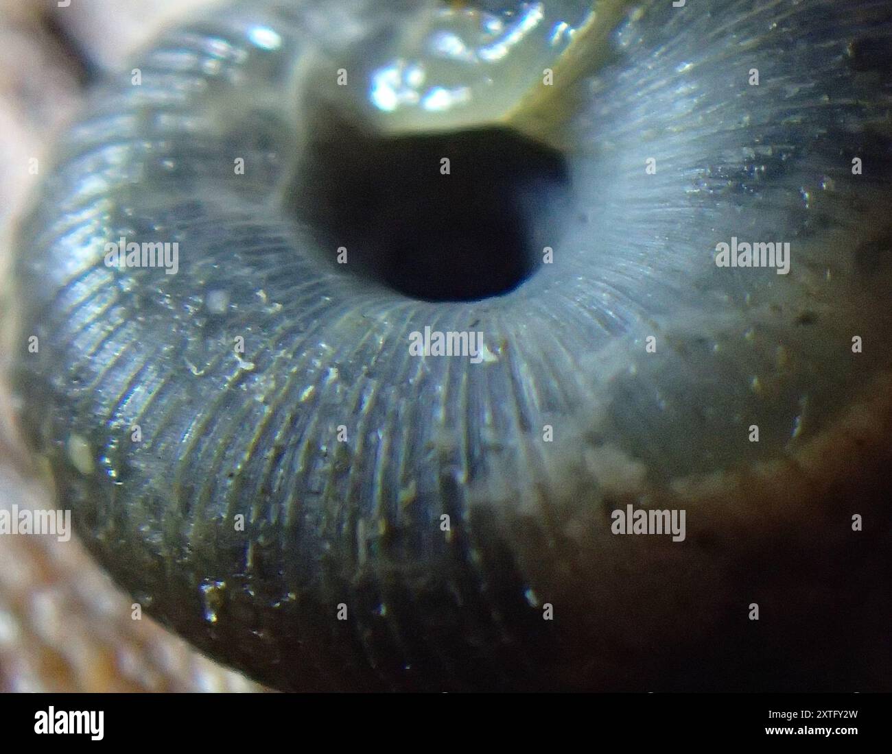 (Stenacapha hamiltoni) Mollusca Stock Photo - Alamy