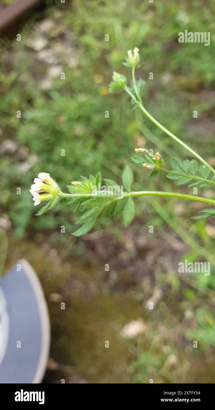 Bird's-foot (Ornithopus perpusillus) Plantae Stock Photo - Alamy