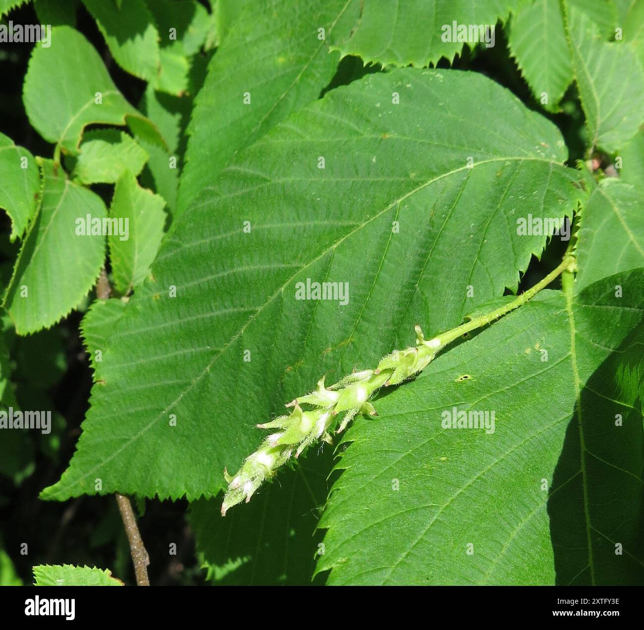 American hophornbeam (Ostrya virginiana) Plantae Stock Photo - Alamy