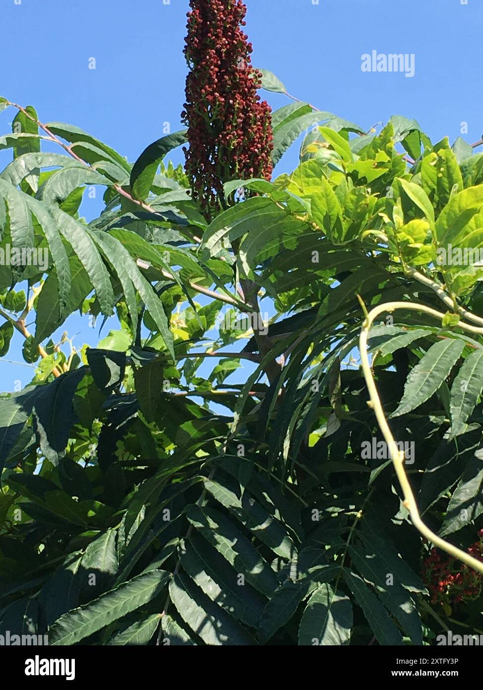 smooth sumac (Rhus glabra) Plantae Stock Photo - Alamy