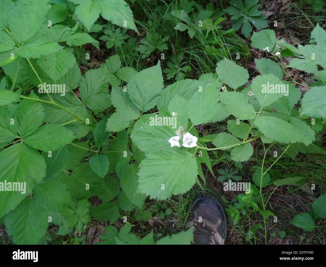 Common Dewberry (Rubus flagellaris) Plantae Stock Photo - Alamy