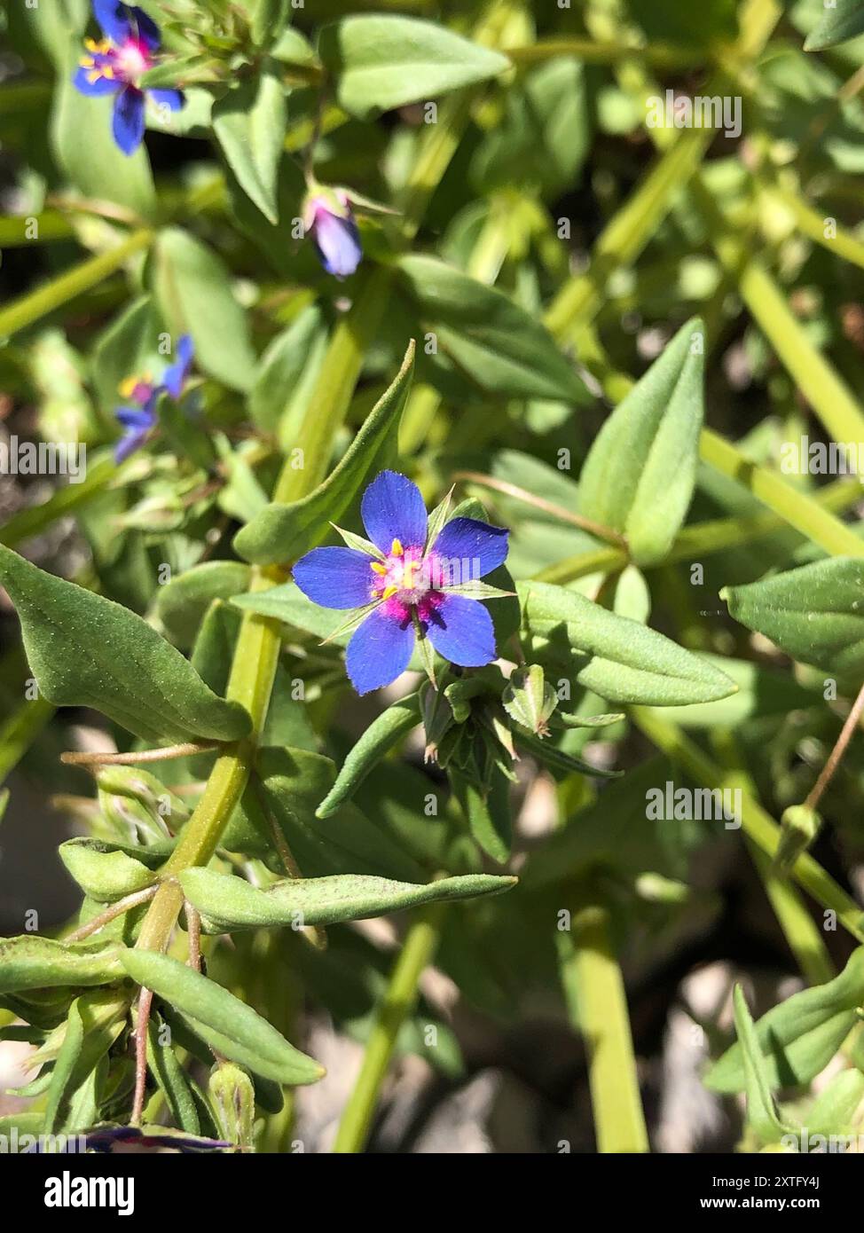 Foemina Blue Pimpernel (Lysimachia foemina) Plantae Stock Photo - Alamy