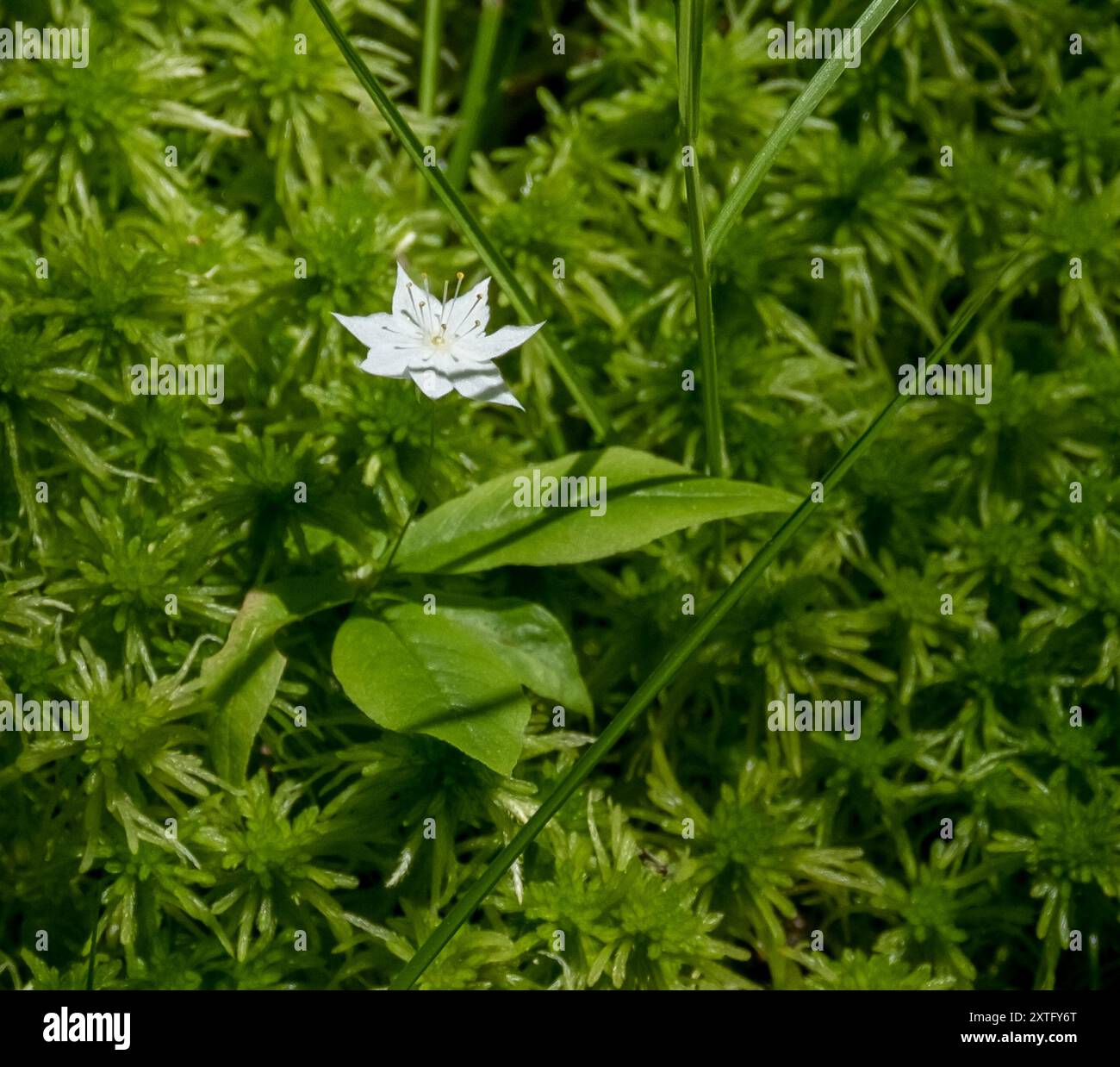 northern starflower (Lysimachia borealis) Plantae Stock Photo - Alamy