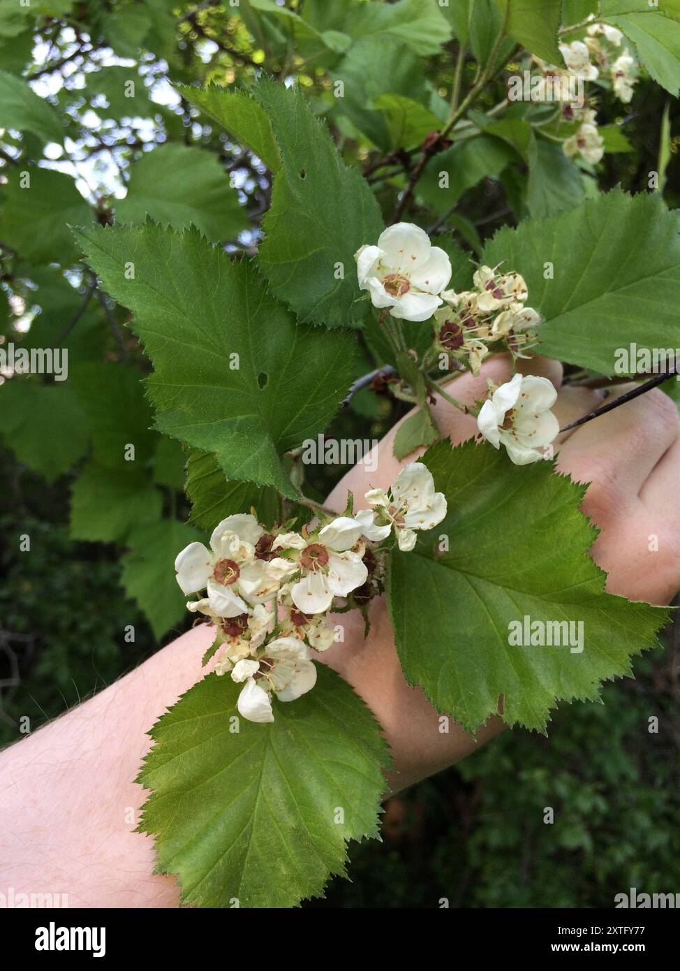 Hairy Cockspurthorn (Crataegus submollis) Plantae Stock Photo - Alamy