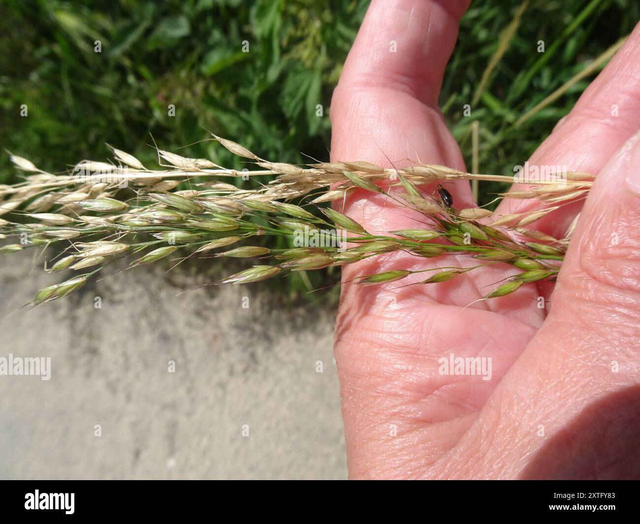 tall oat grass (Arrhenatherum elatius) Plantae Stock Photo - Alamy
