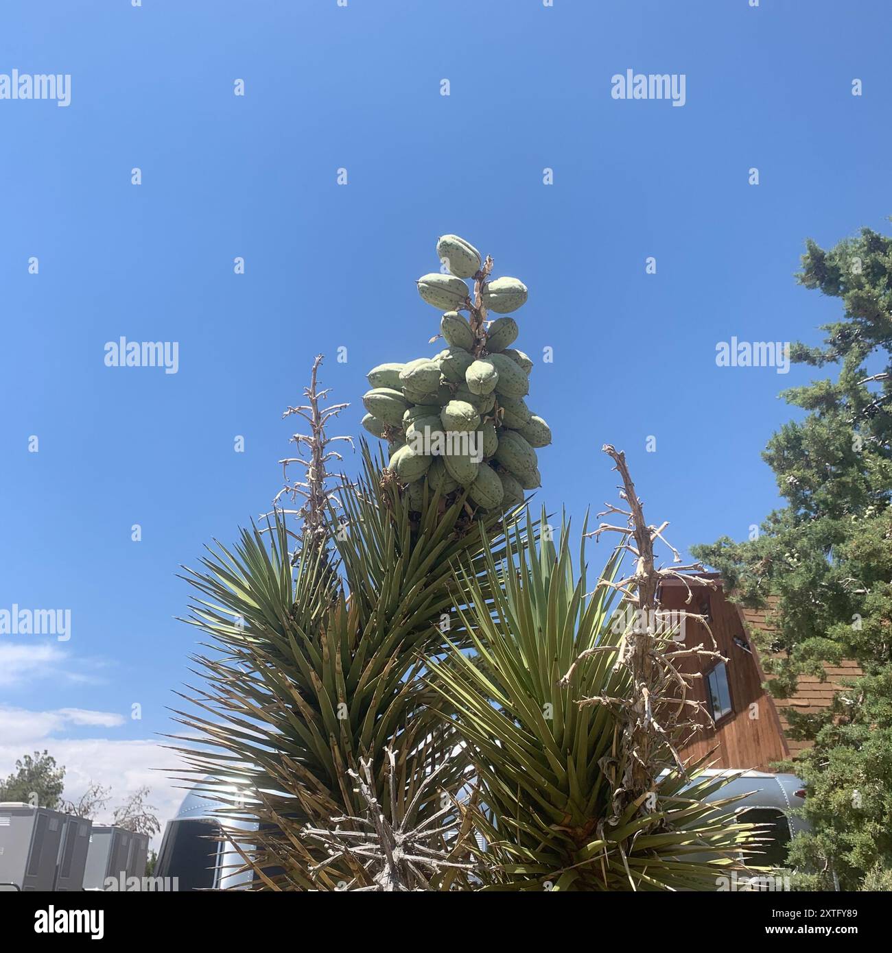 Joshua Tree (Yucca brevifolia) Plantae Stock Photo - Alamy
