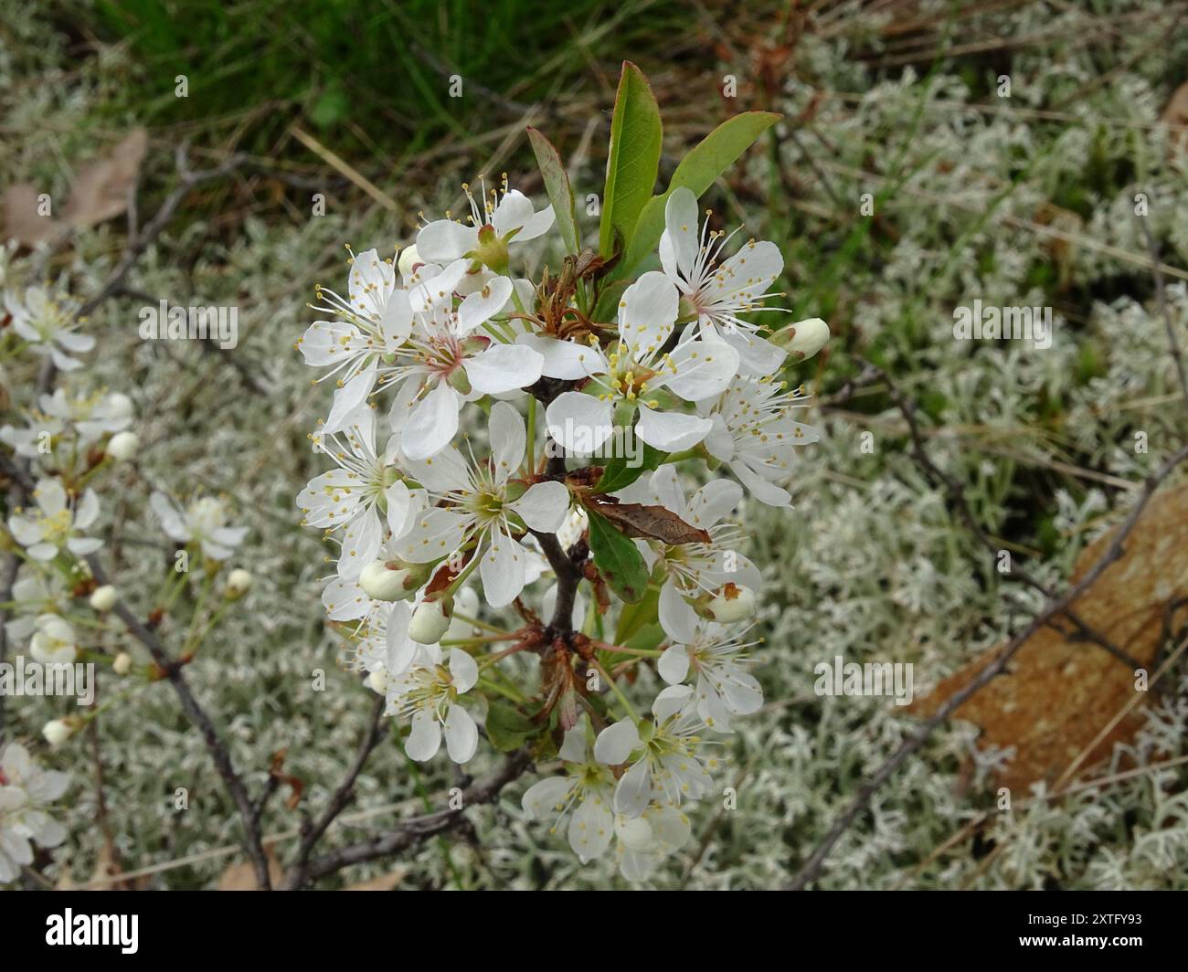 sand cherry (Prunus pumila) Plantae Stock Photo - Alamy