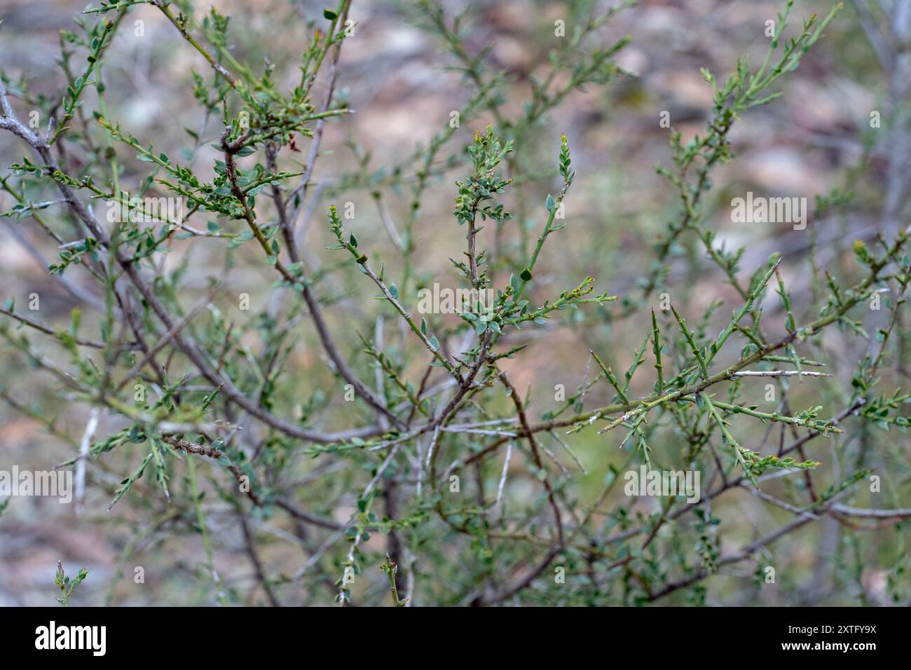 gorse bitter pea (Daviesia ulicifolia) Plantae Stock Photo - Alamy