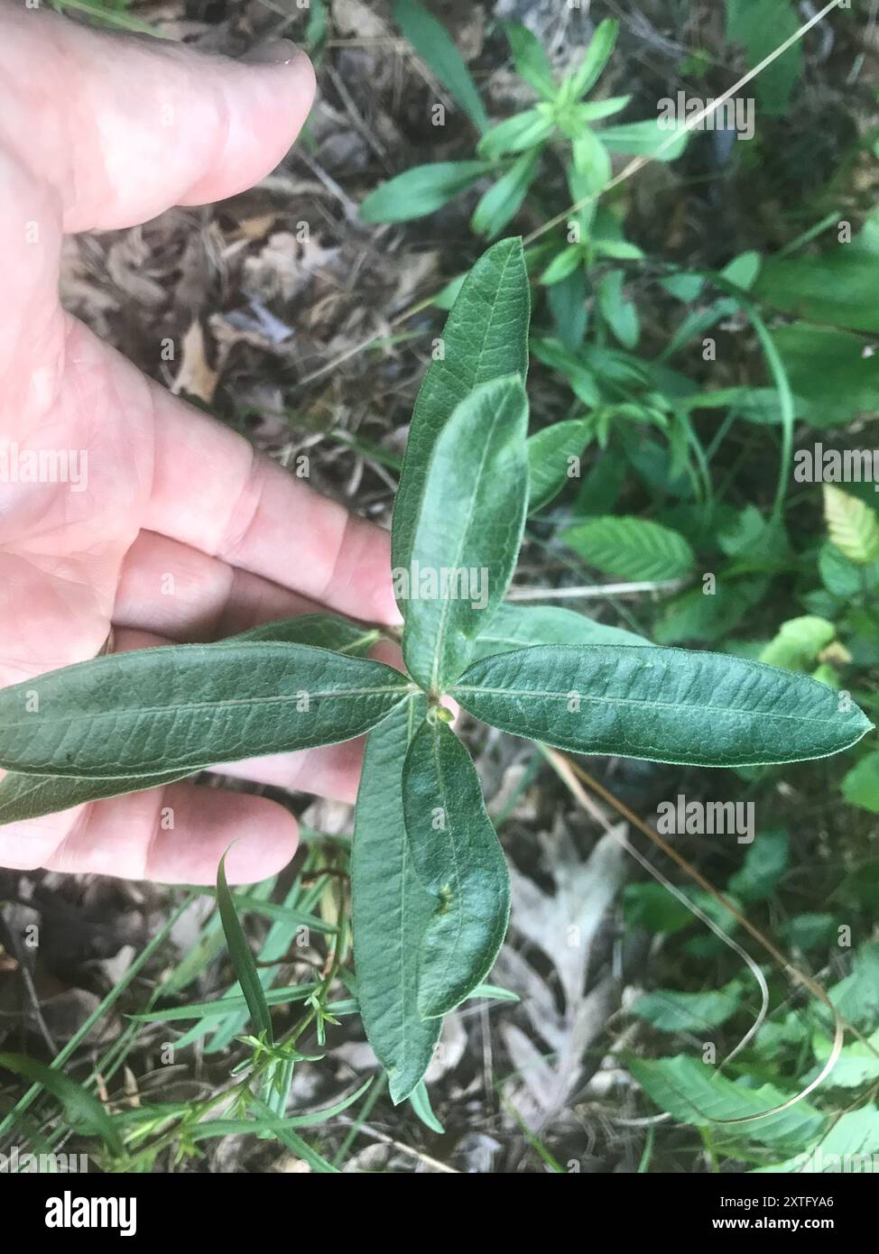 green comet milkweed (Asclepias viridiflora) Plantae Stock Photo - Alamy