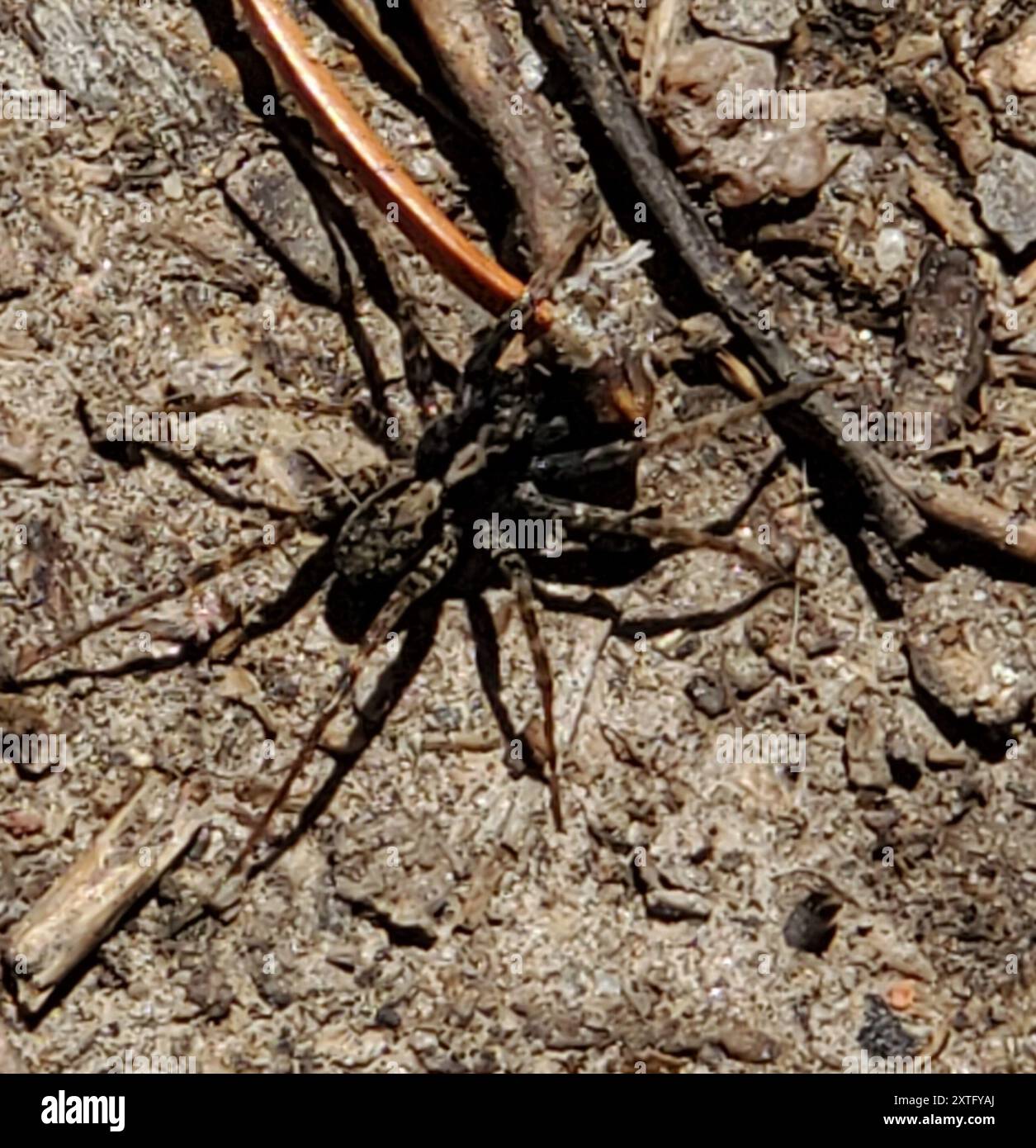 Thin-legged Wolf Spiders (Pardosa) Arachnida Stock Photo - Alamy