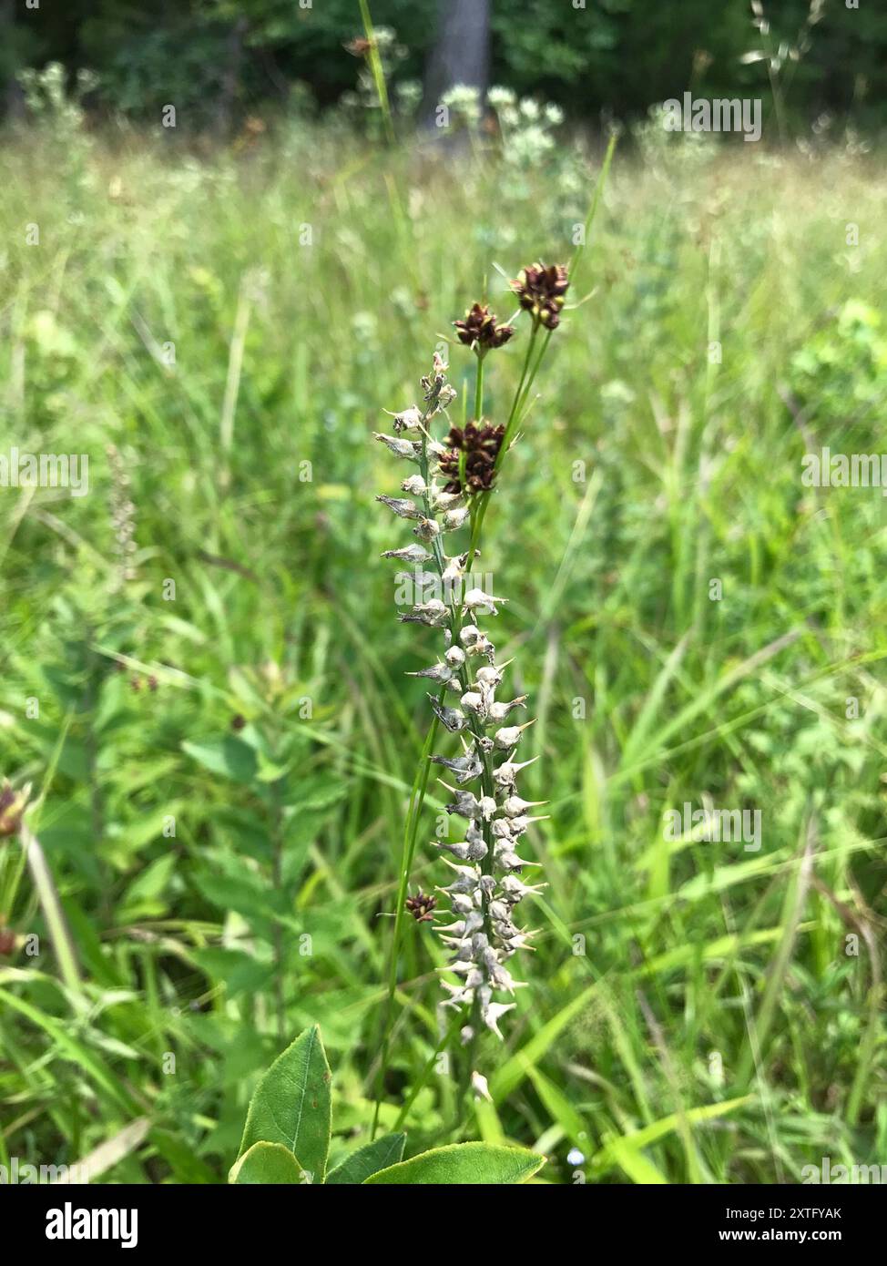 Colicroot hi-res stock photography and images - Alamy