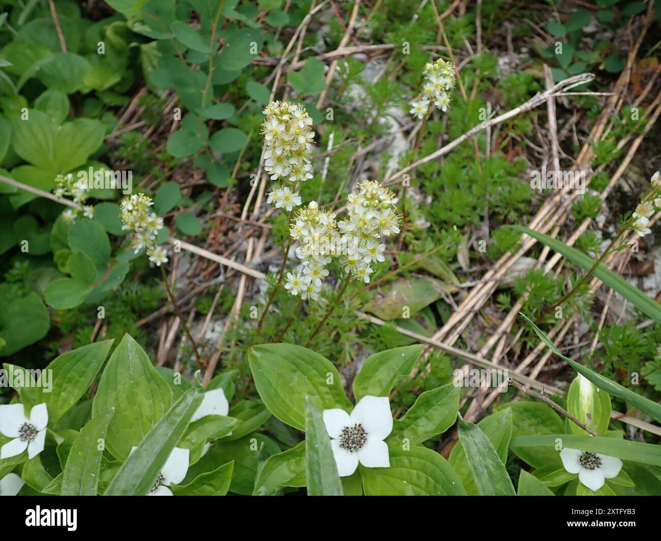 Partridgefoot (Luetkea pectinata) Plantae Stock Photo - Alamy