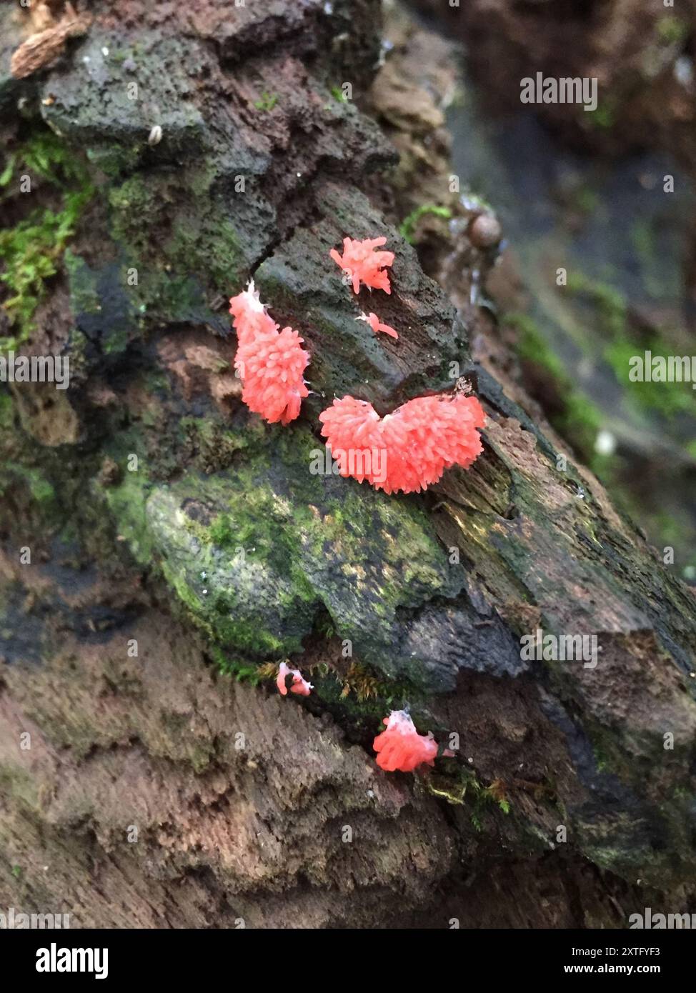 Red Raspberry Slime Mold (Tubifera ferruginosa) Protozoa Stock Photo ...