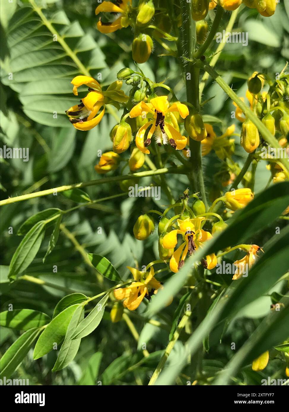 American senna (Senna hebecarpa) Plantae Stock Photo - Alamy