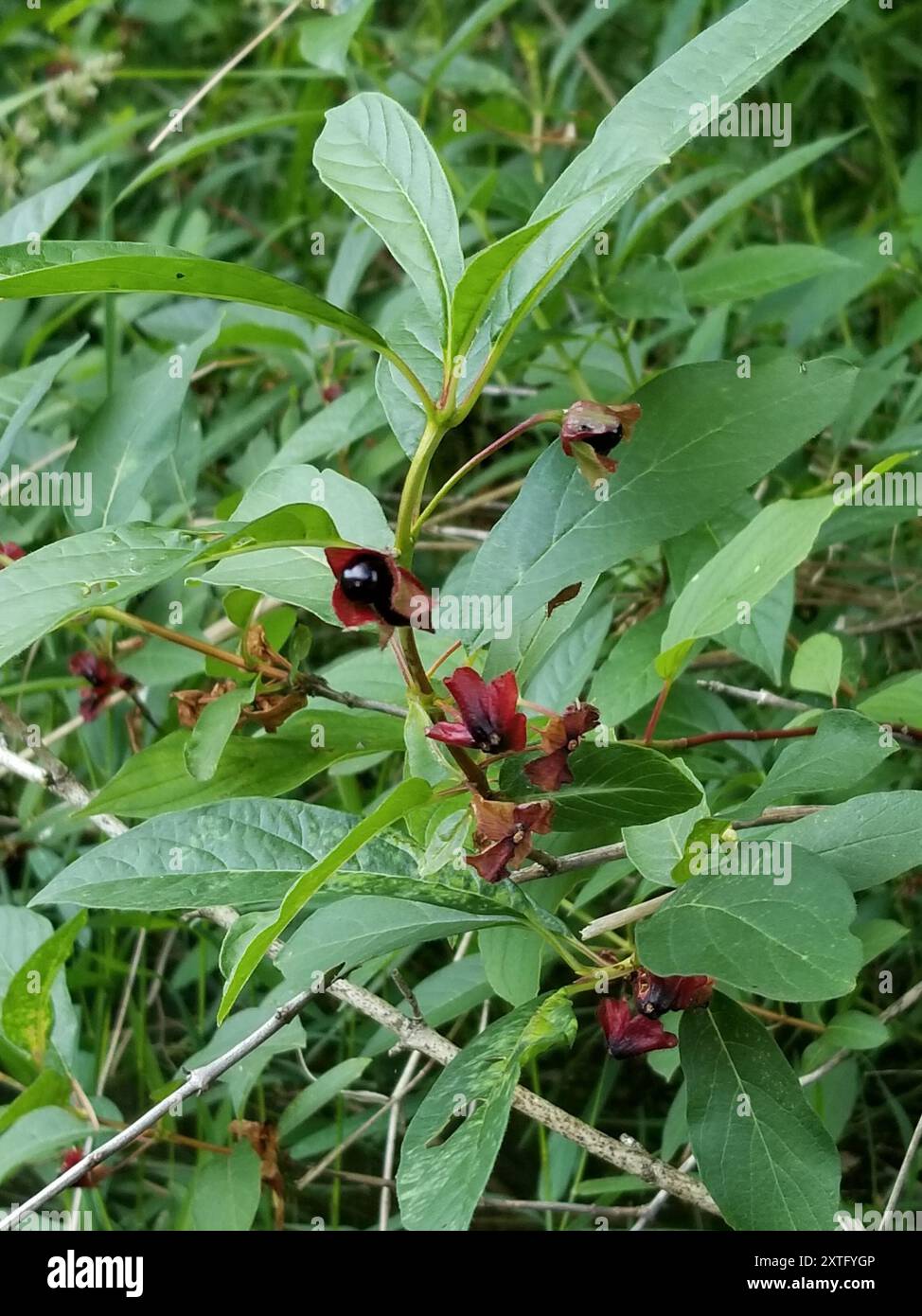twinberry honeysuckle (Lonicera involucrata) Plantae Stock Photo - Alamy