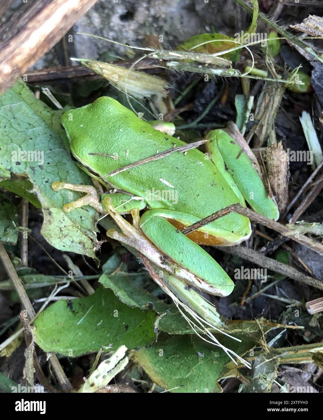 Mediterranean Tree Frog (Hyla meridionalis) Amphibia Stock Photo - Alamy