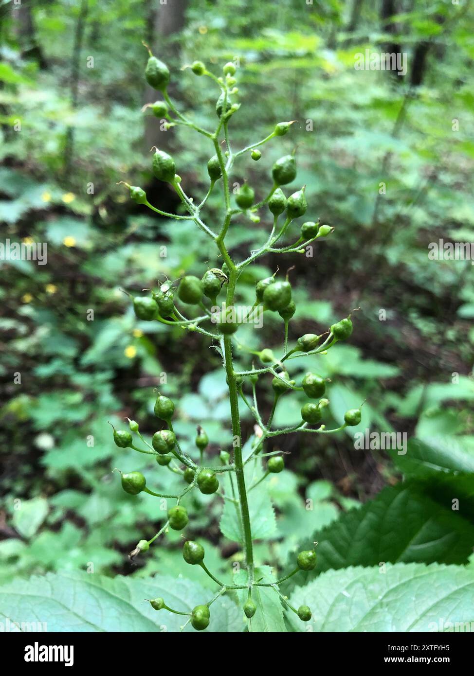 Common Figwort (Scrophularia nodosa) Plantae Stock Photo - Alamy