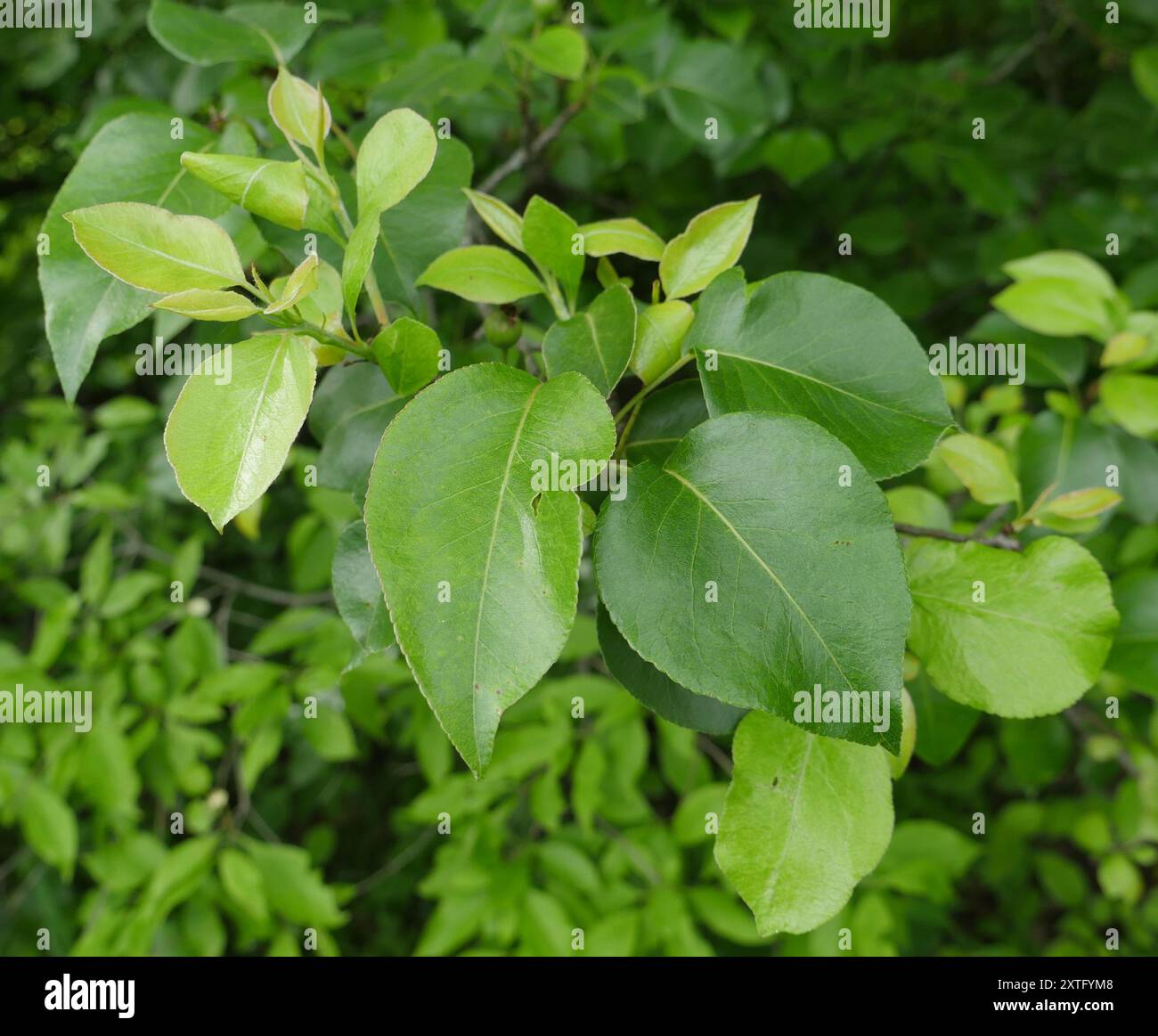 Common Pear (Pyrus communis) Plantae Stock Photo - Alamy