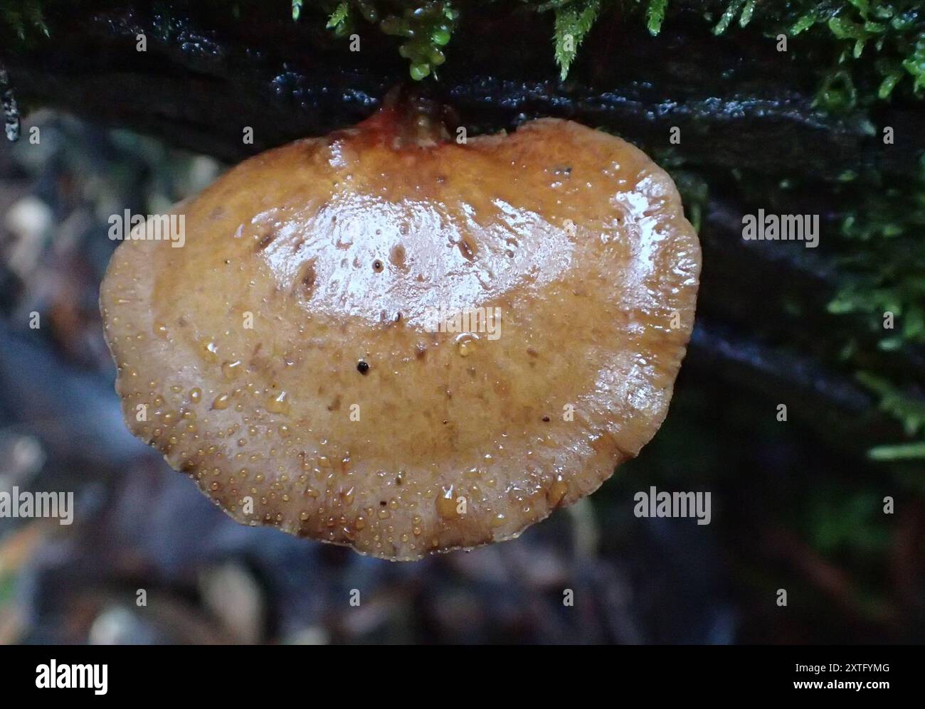 (Picipes melanopus) Fungi Stock Photo - Alamy