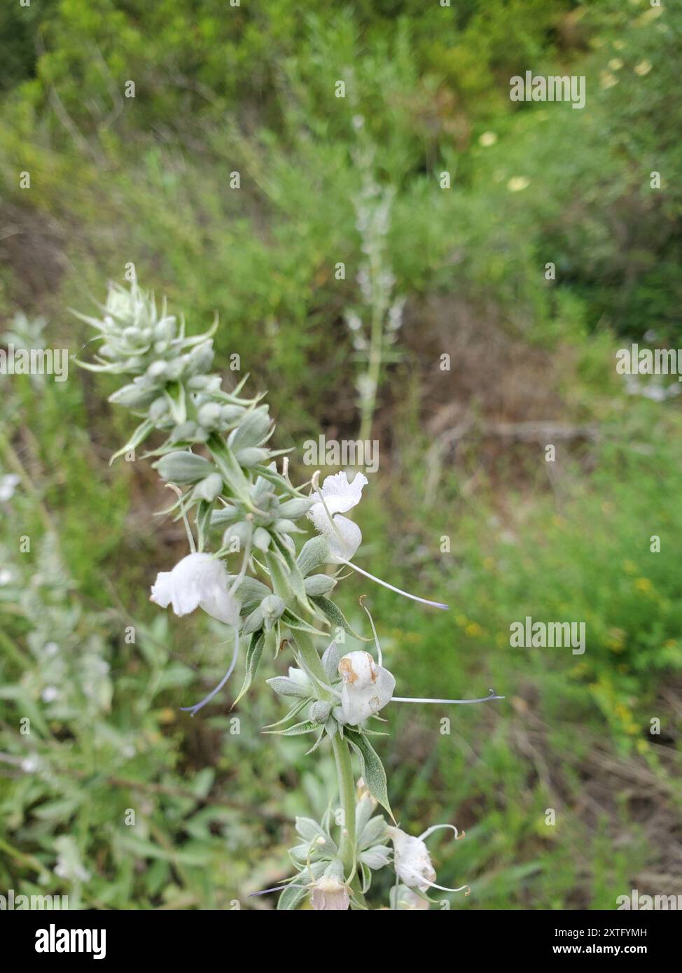 white sage (Salvia apiana) Plantae Stock Photo - Alamy