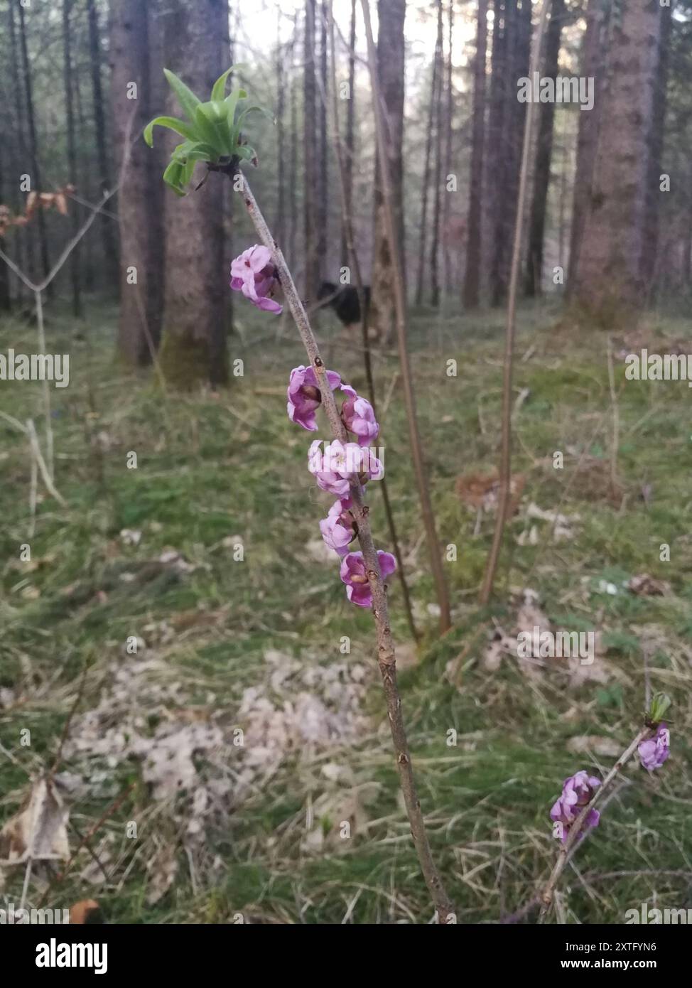 Mezereon (Daphne mezereum) Plantae Stock Photo - Alamy