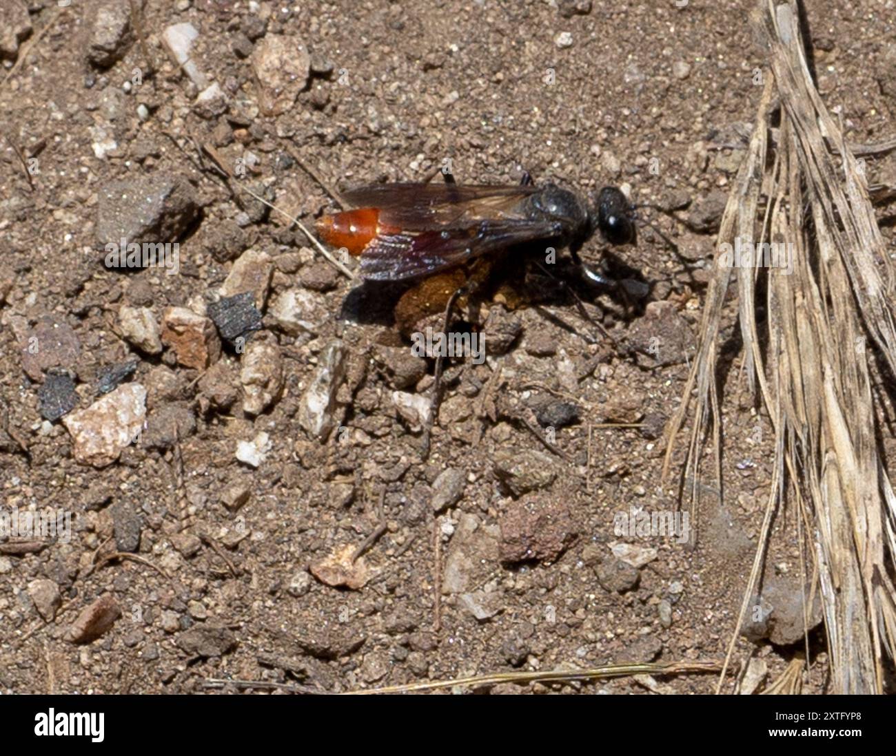 Sphex lucae hi-res stock photography and images - Alamy