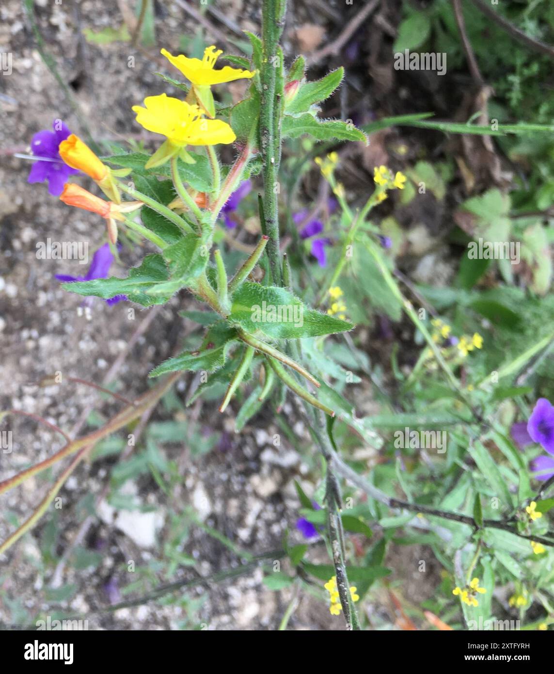 evening primrose family (Onagraceae) Plantae Stock Photo - Alamy