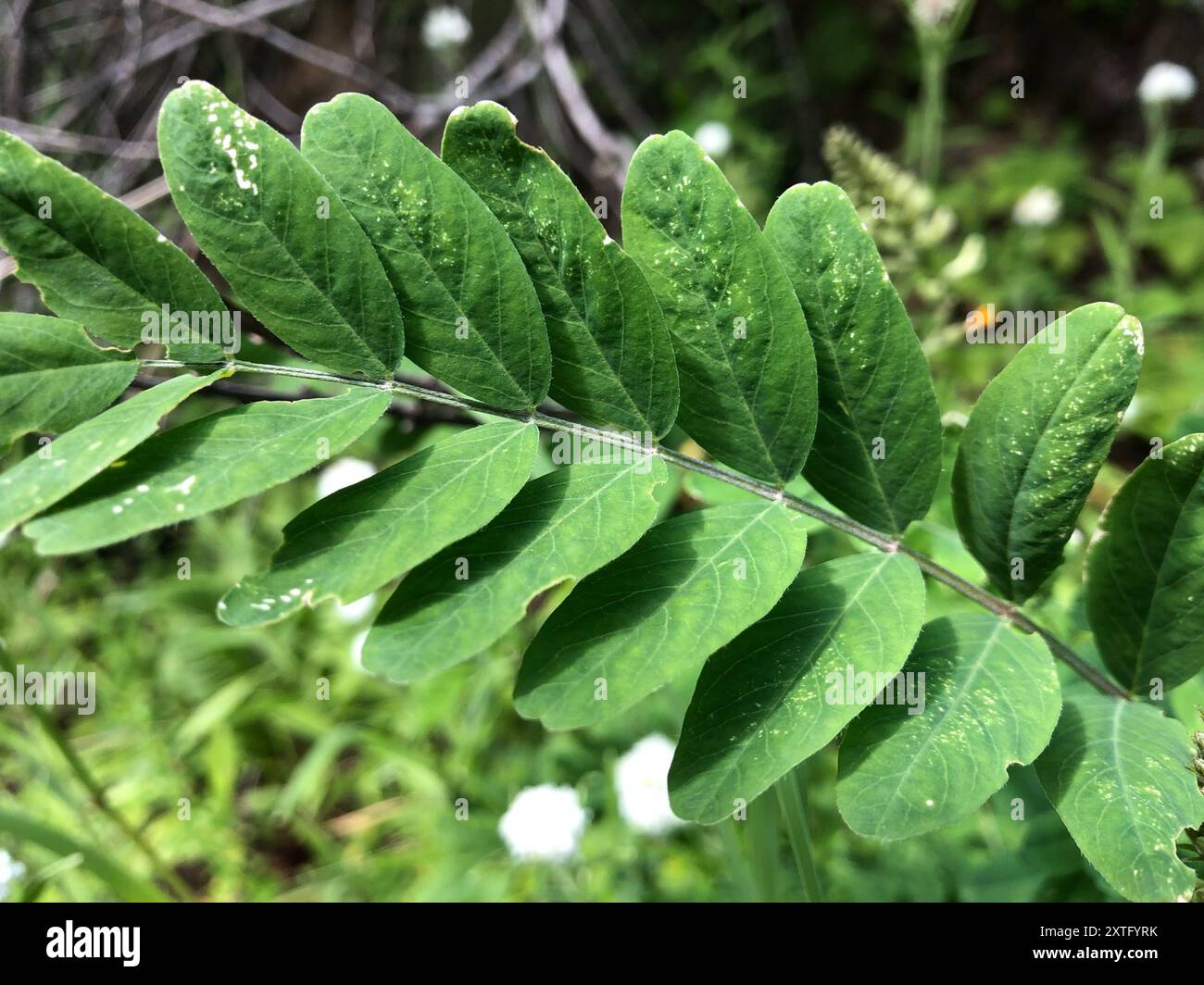 Canadian milkvetch (Astragalus canadensis) Plantae Stock Photo - Alamy