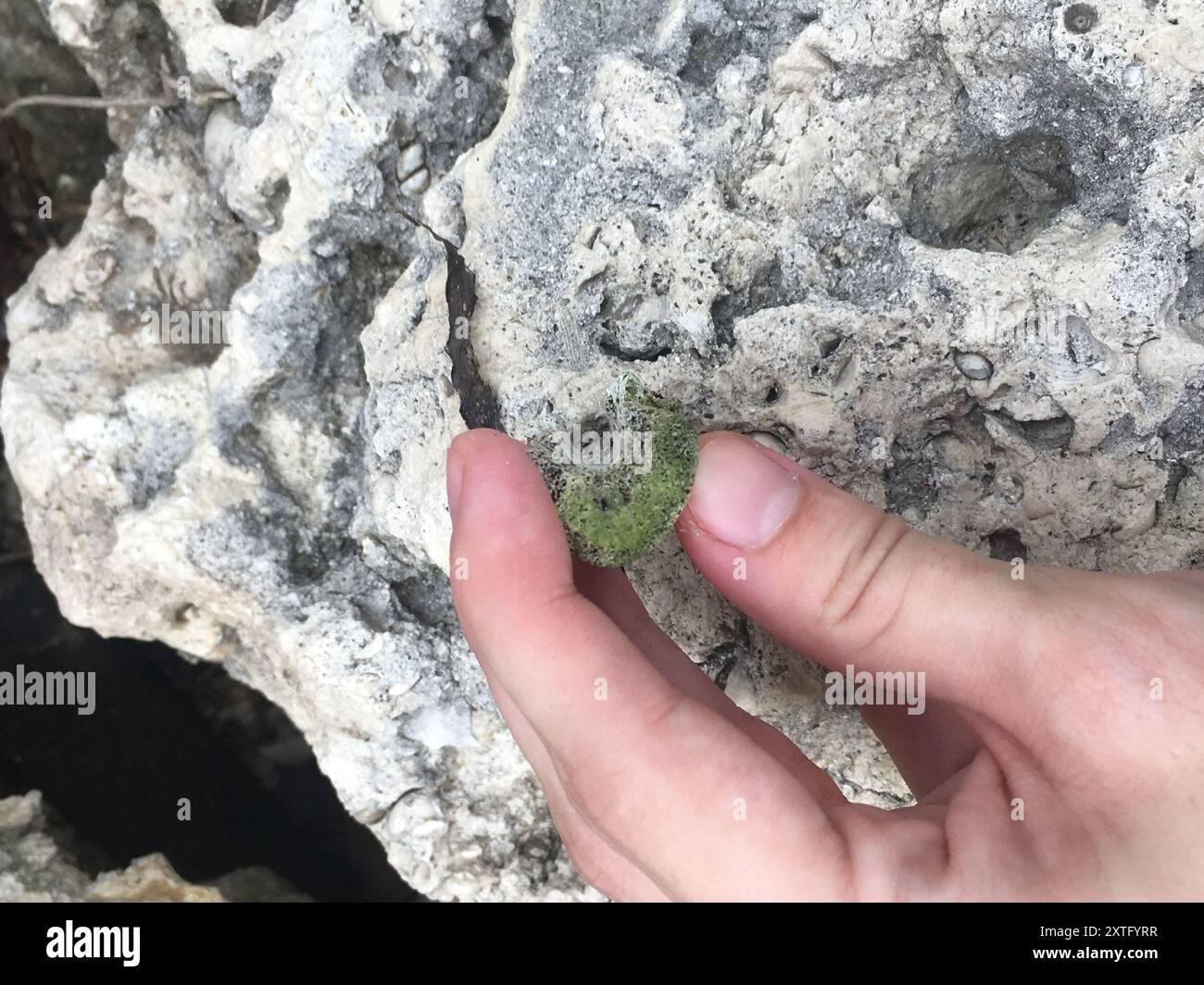 Typical Sea Turtles (Cheloniidae) Reptilia Stock Photo - Alamy
