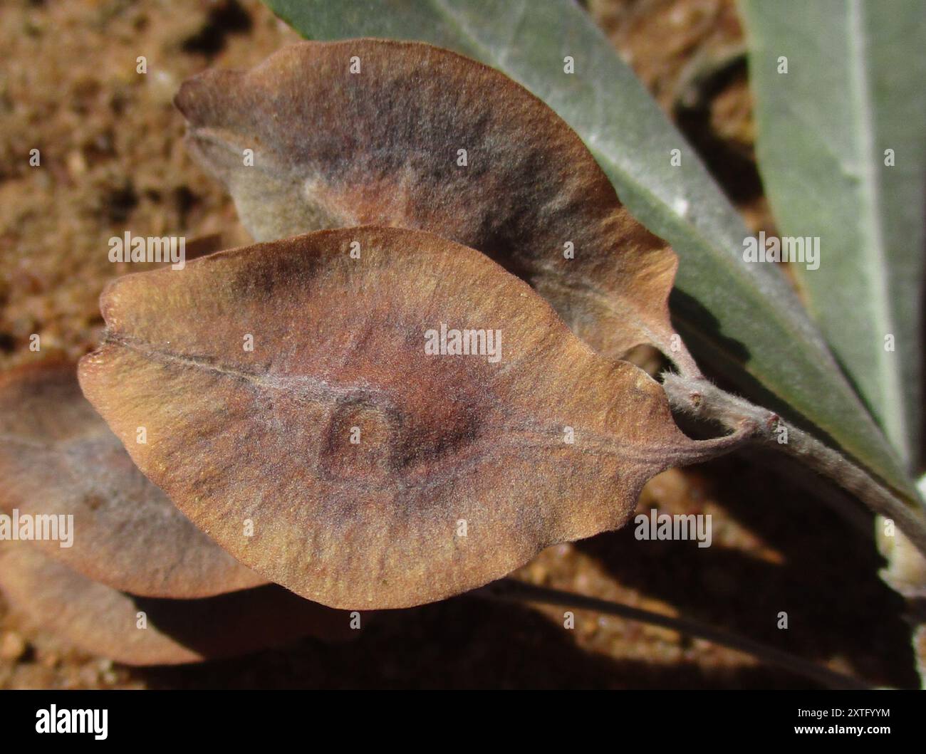 silver terminalia (Terminalia sericea) Plantae Stock Photo - Alamy
