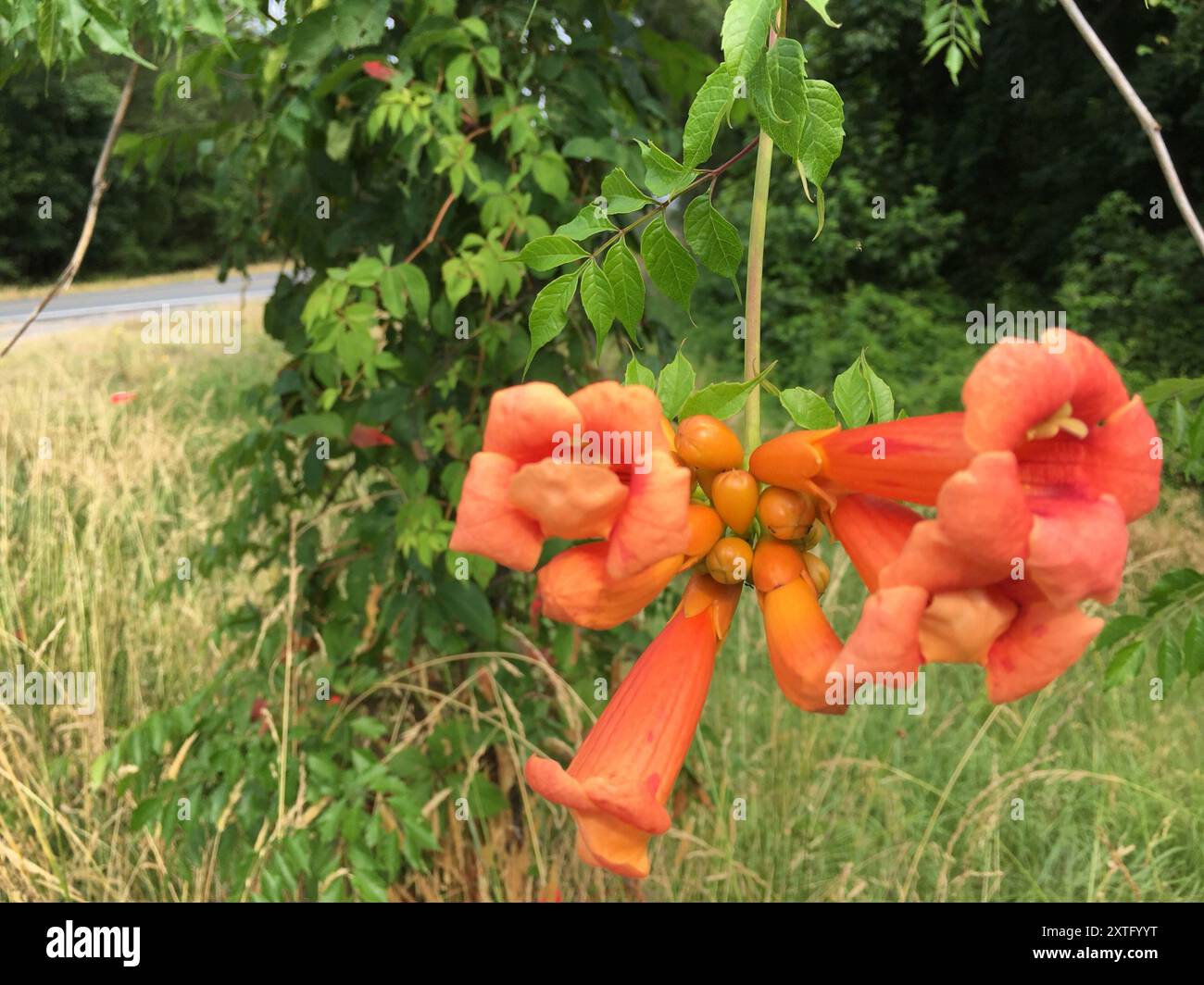 American trumpet vine (Campsis radicans) Plantae Stock Photo - Alamy